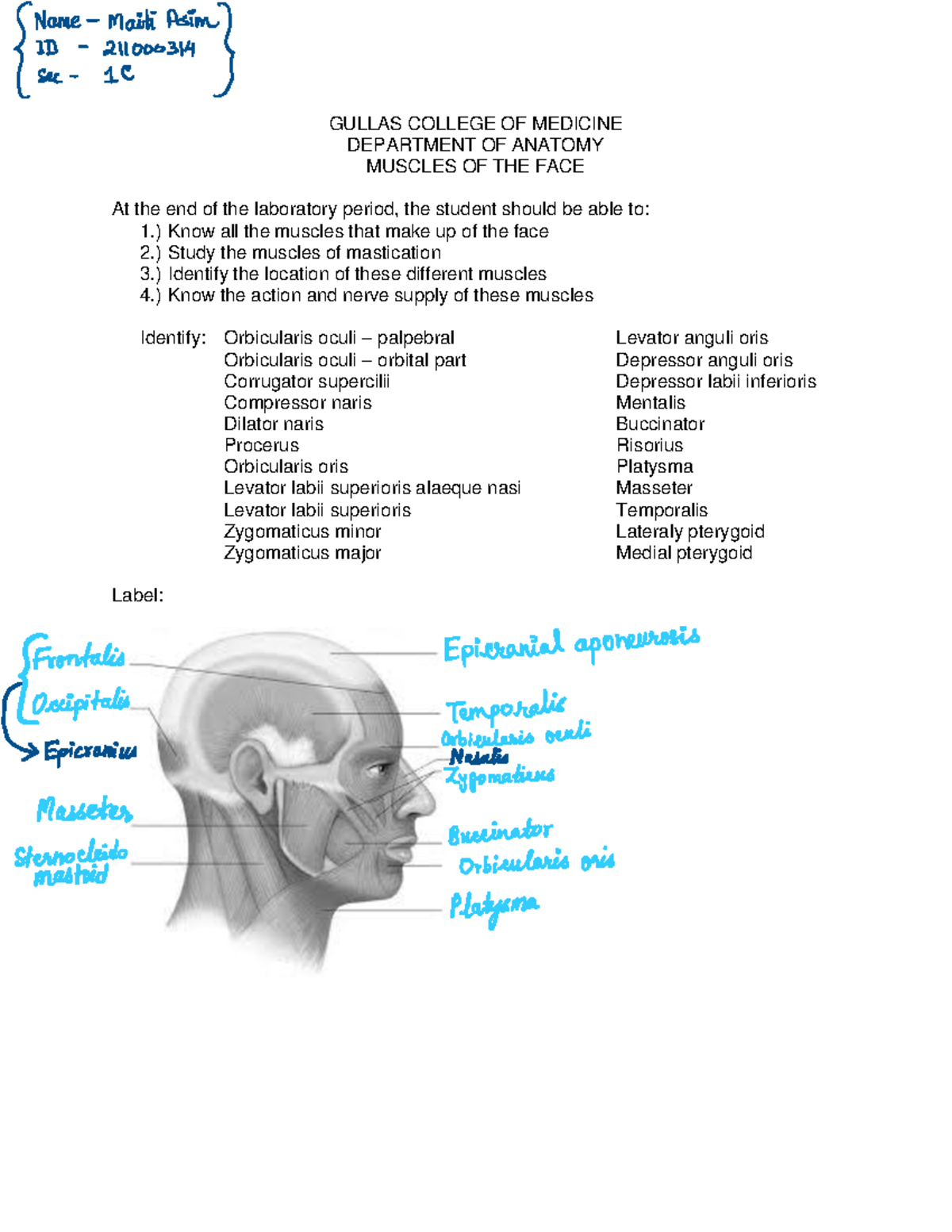 211000314 Muscles of the Face Exercise - GULLAS COLLEGE OF MEDICINE ...