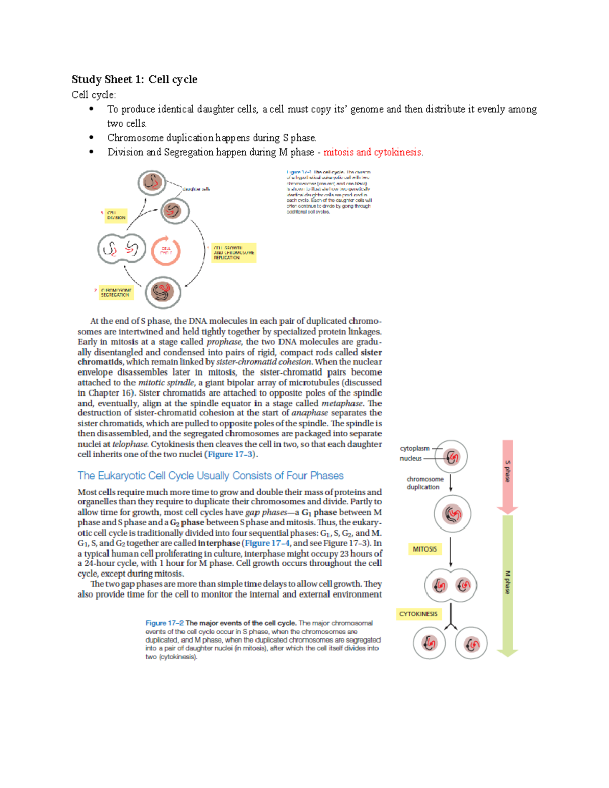 Module 6 Cell Cycle, Apoptosi, Differentation Yu Wang - Study Sheet 1 ...