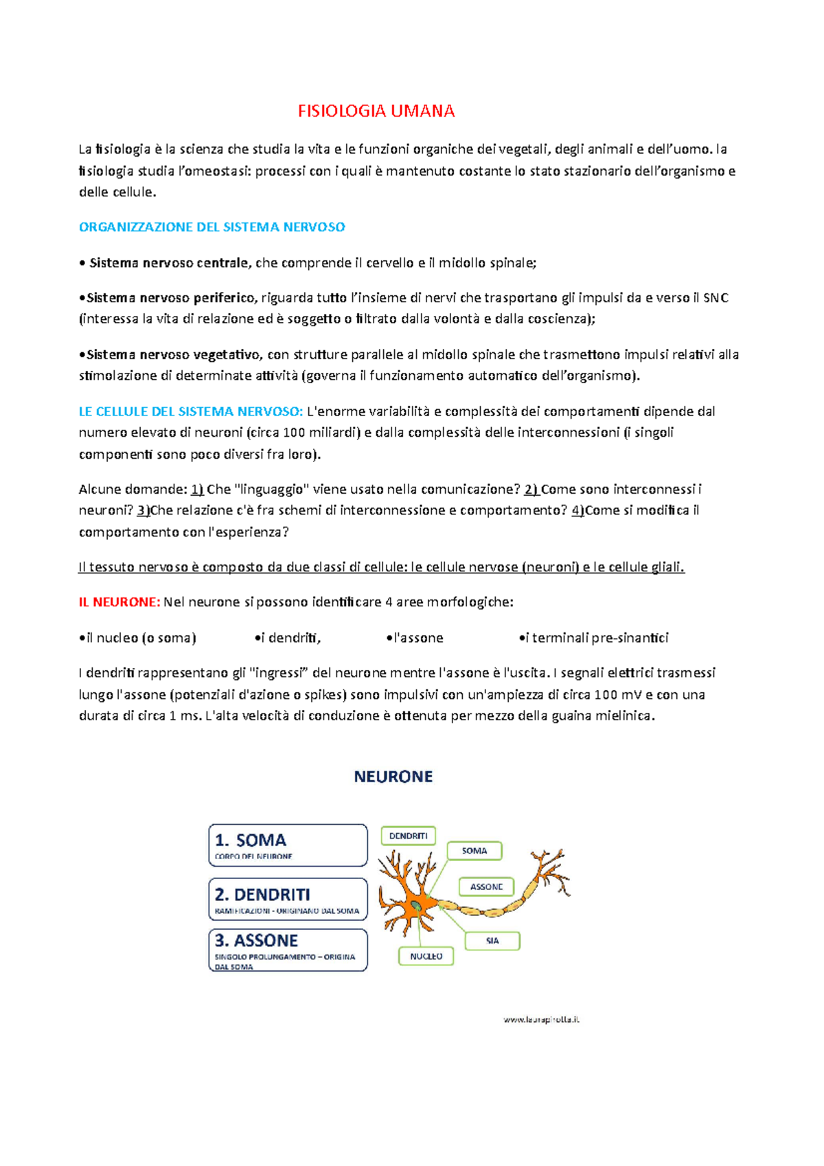 Fisiologia umana 1 -Organizzazione del sistema nervoso -Neurone -vari ...