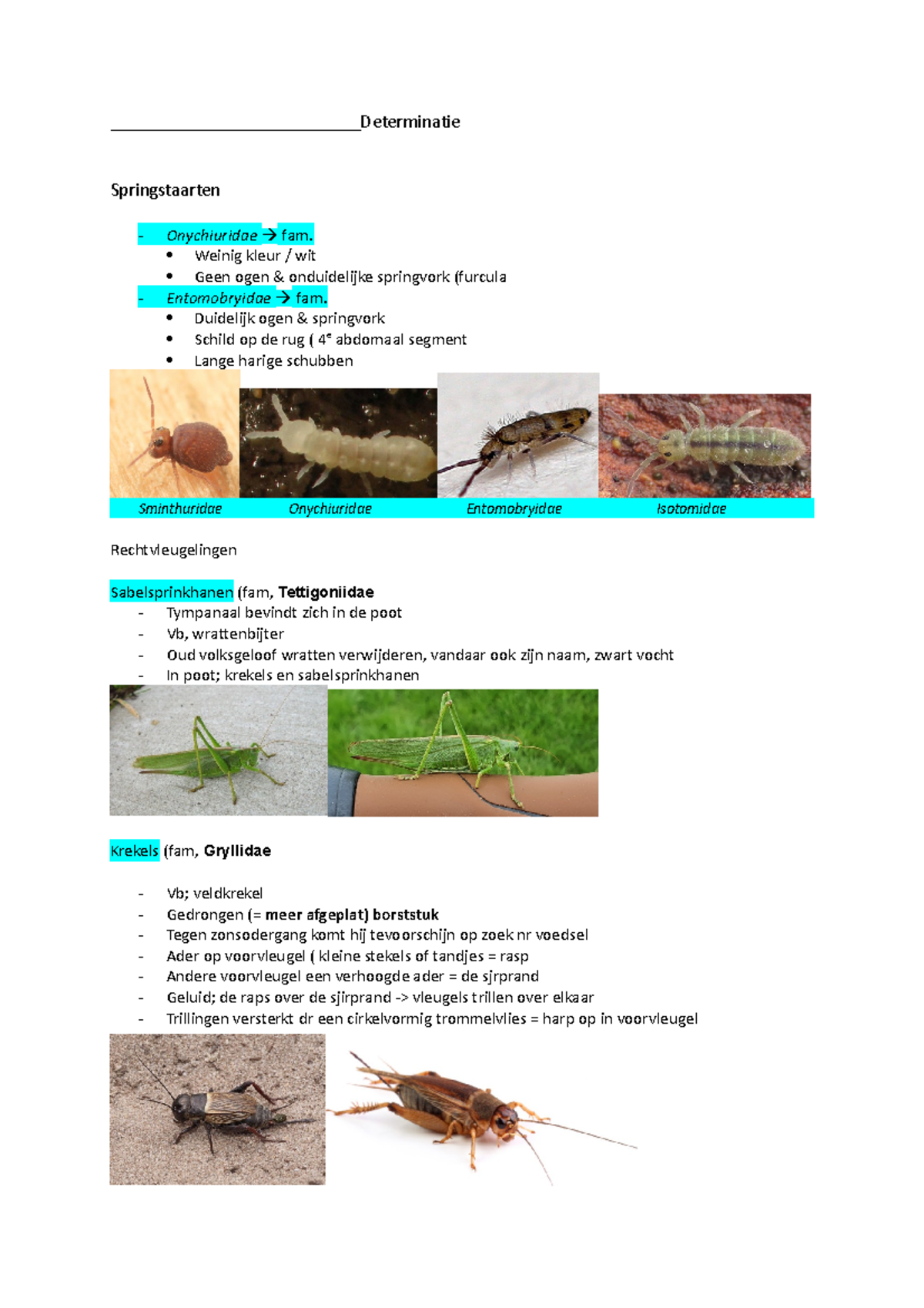 Determinatie insecten samenvatting ...