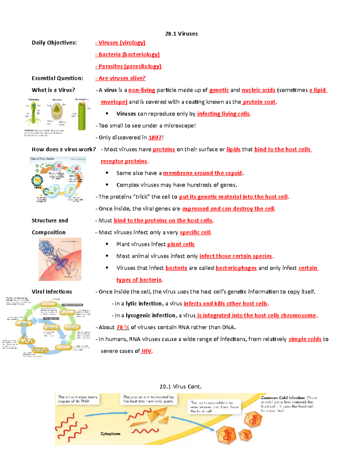 Viruses-Guided-notes - 20 Viruses Daily Objectives: - Viruses (virology ...