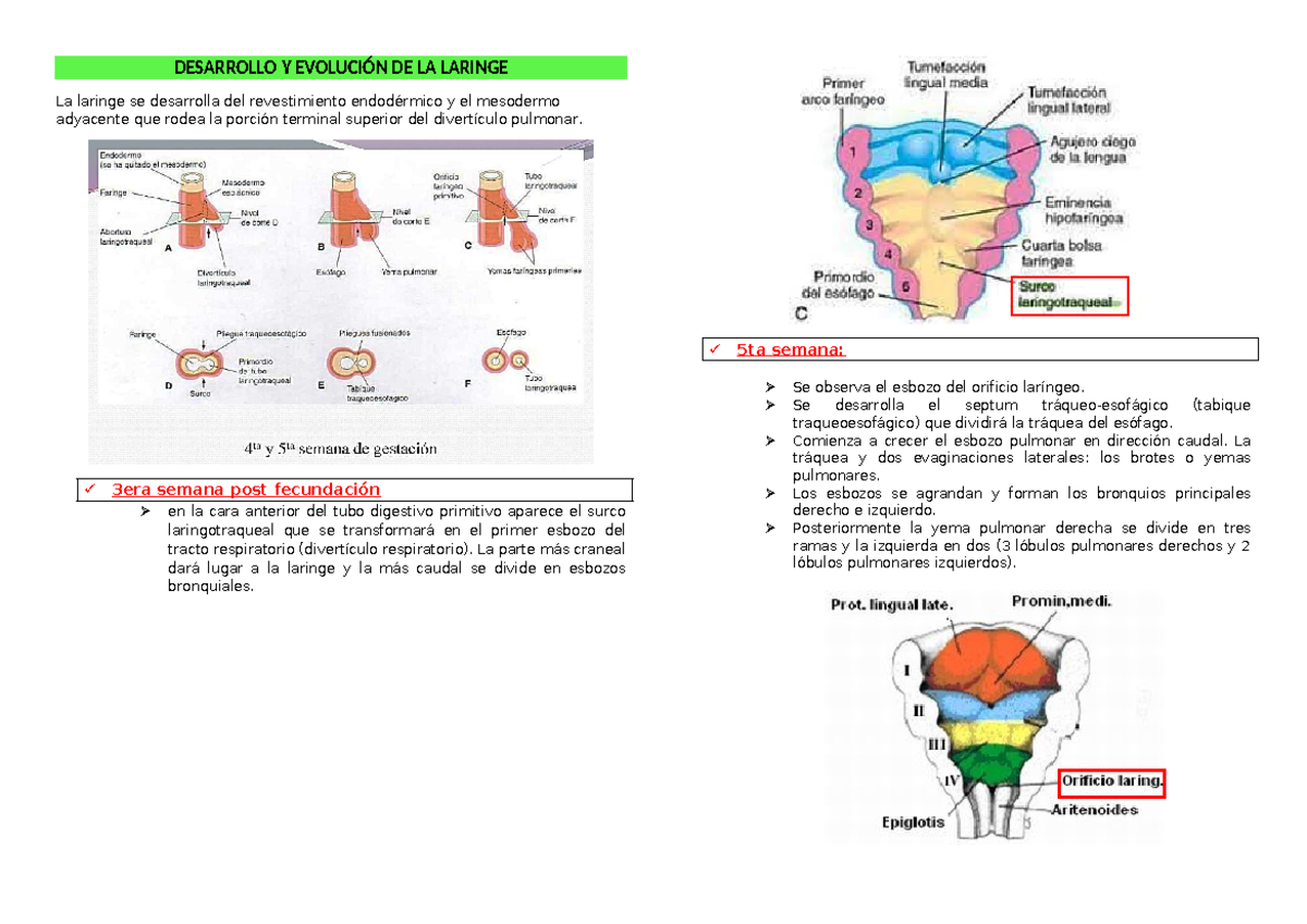 Desarrollo Y Evolución de la Laringe - DESARROLLO Y EVOLUCIÓN DE LA ...