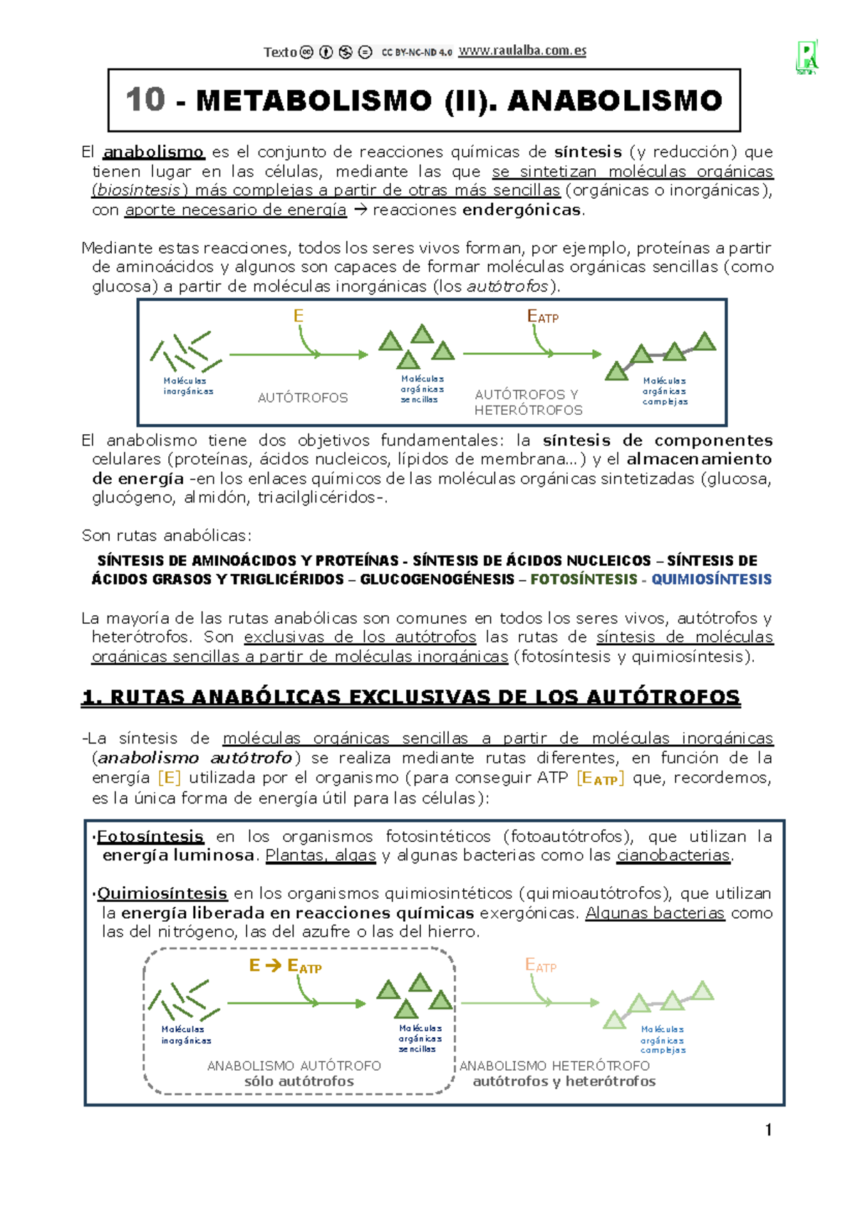 10-Metabolismo-Anabolismo - El anabolismo es el conjunto de reacciones ...