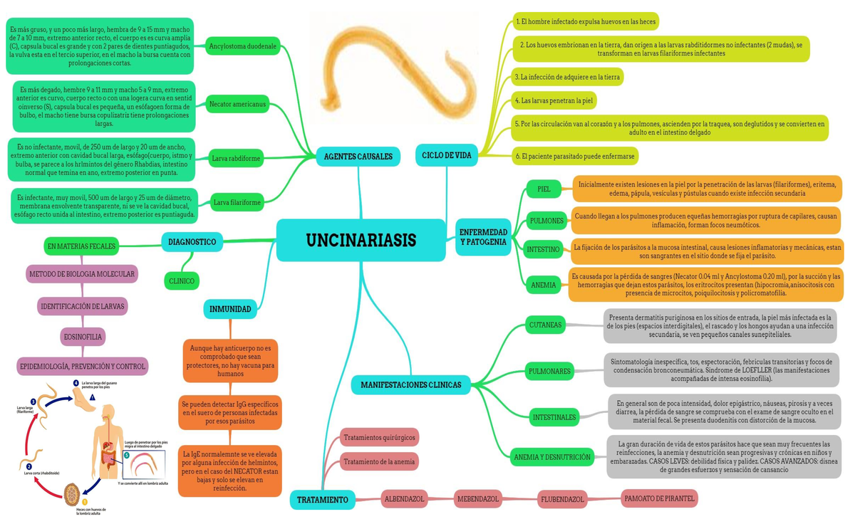 MAPA DE Uncinariasis - APUNTES - El hombre infectado expulsa huevos en ...