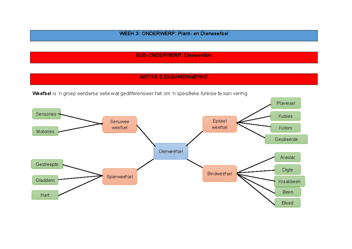 Dierweefsels - Biology - WEEK 3: ONDERWERP: Plant- en Dierweefsel SUB ...