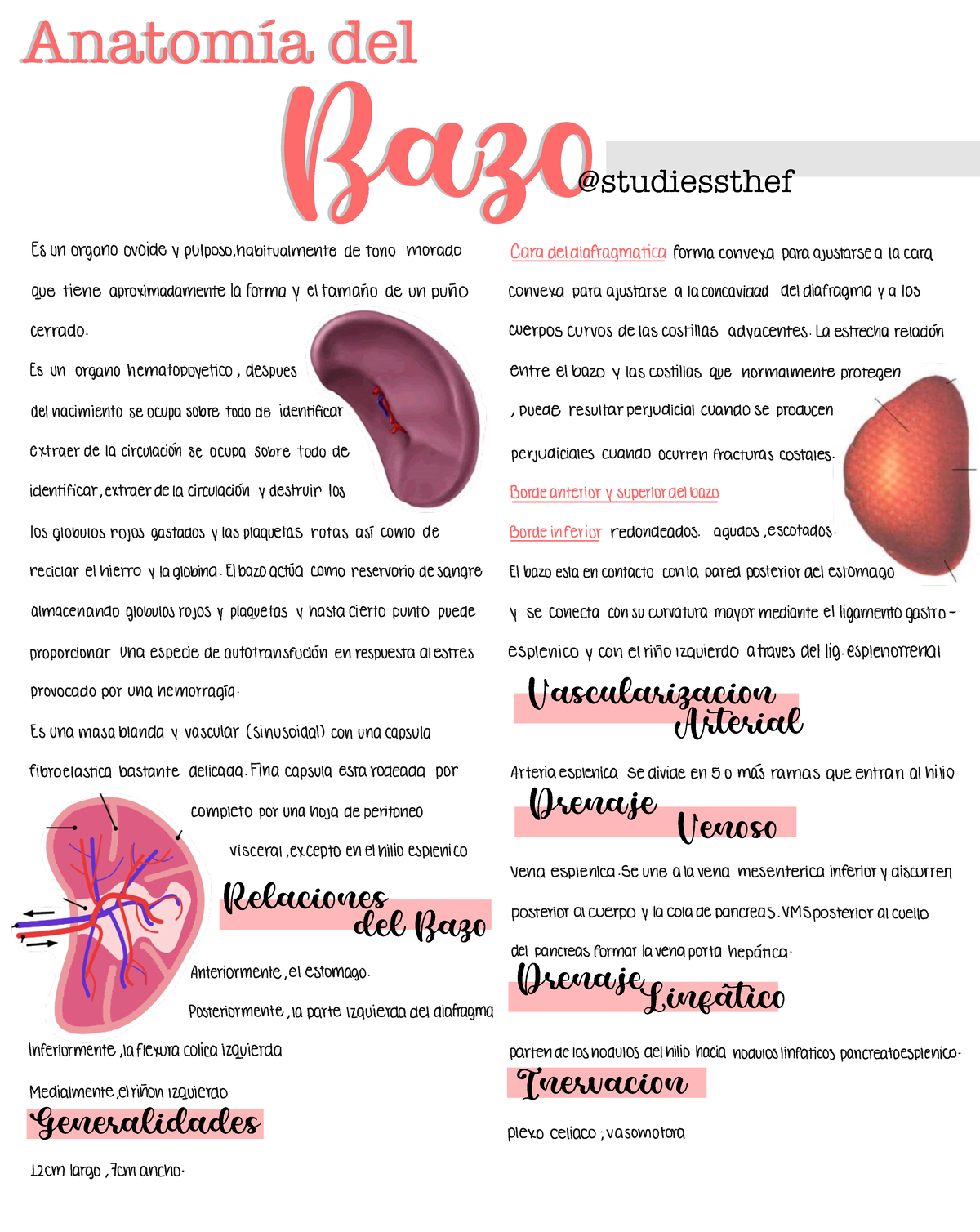 Bazo - Bazo Anatomía del Bazo Anatomía del Relaciones del Bazo ...