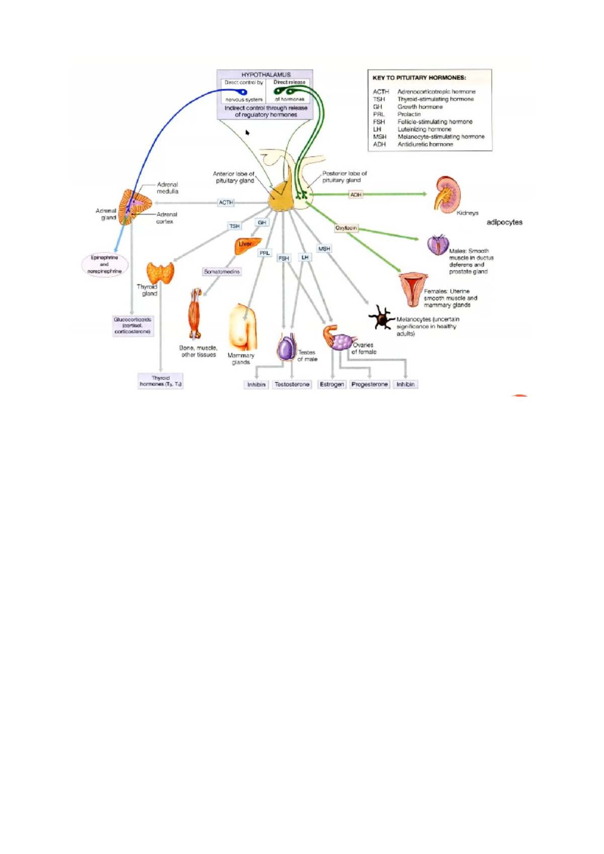 Aantekeningen NHR - HC3- Neuroanatomie 2 Rostraal = mondkant Caudaal ...