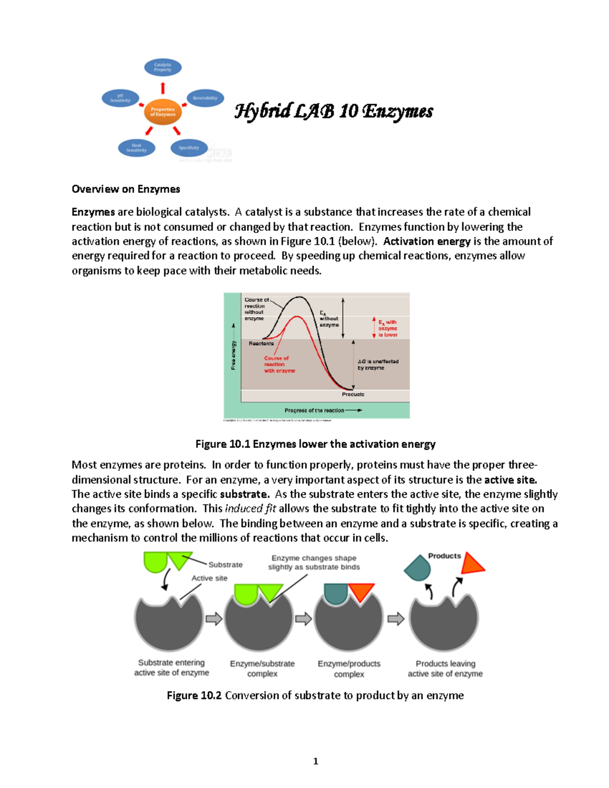 BIO 101 Hybrid Lab 10 Enzymes - Overview on Enzymes Enzymes are ...