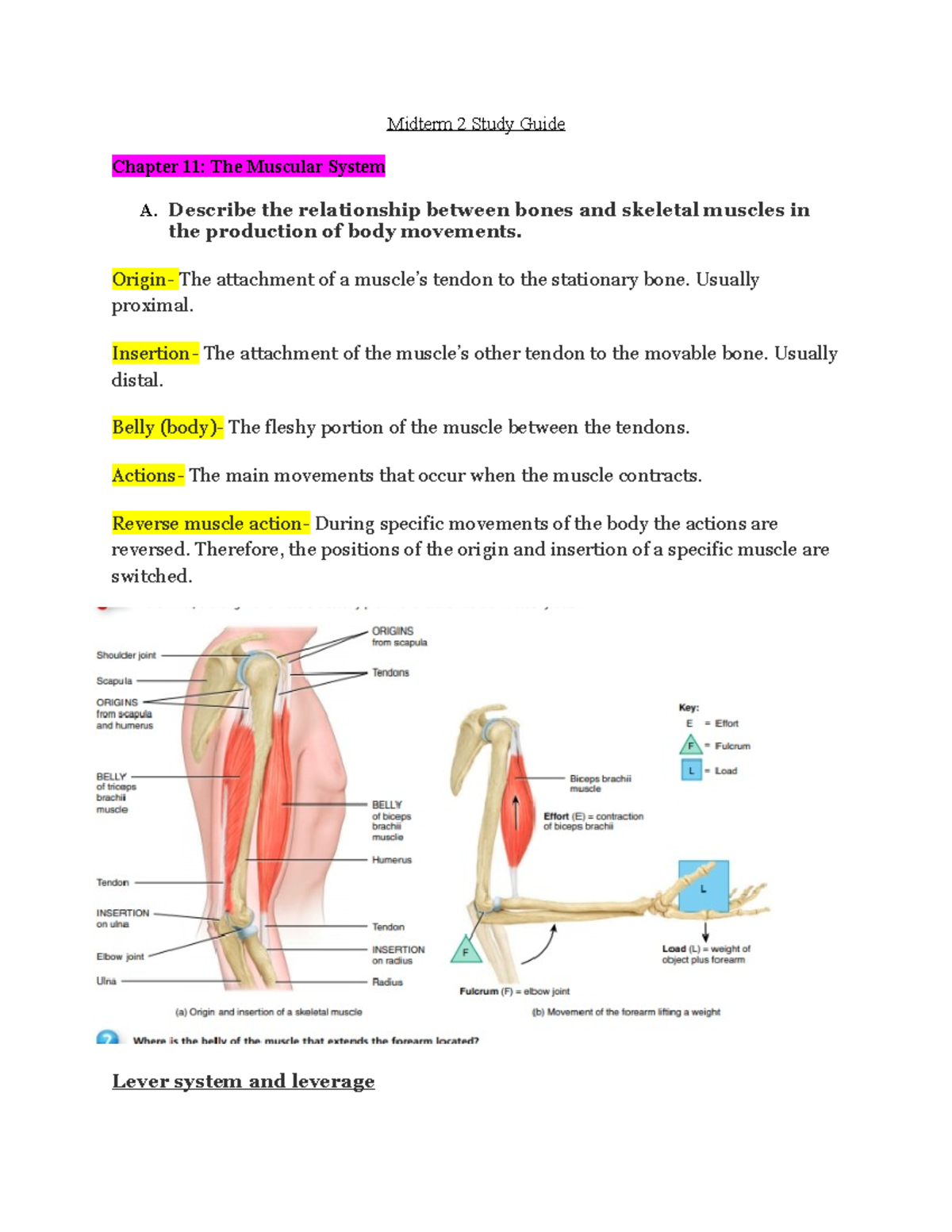 Midterm 2 Study Guide - Midterm 2 Study Guide Chapter 11: The Muscular ...