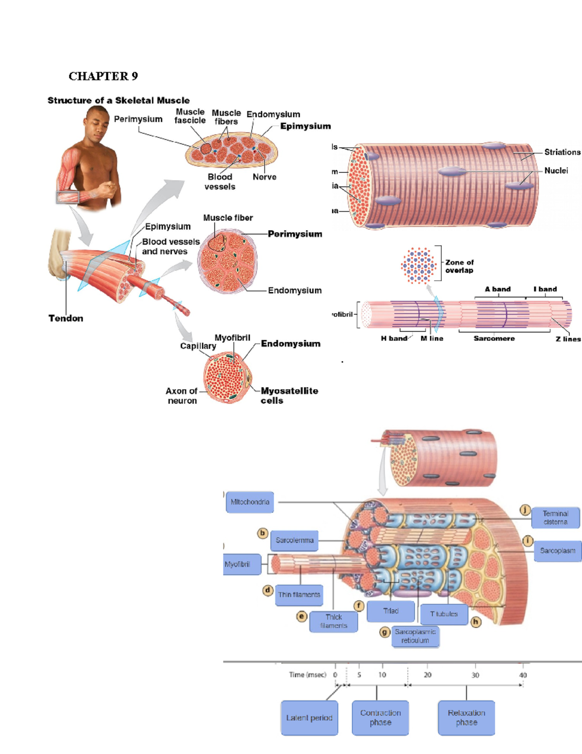 AP 1 Final Exam - Michael Samms - BIO 24800 - CHAPTER 9 . CHAPTER ...