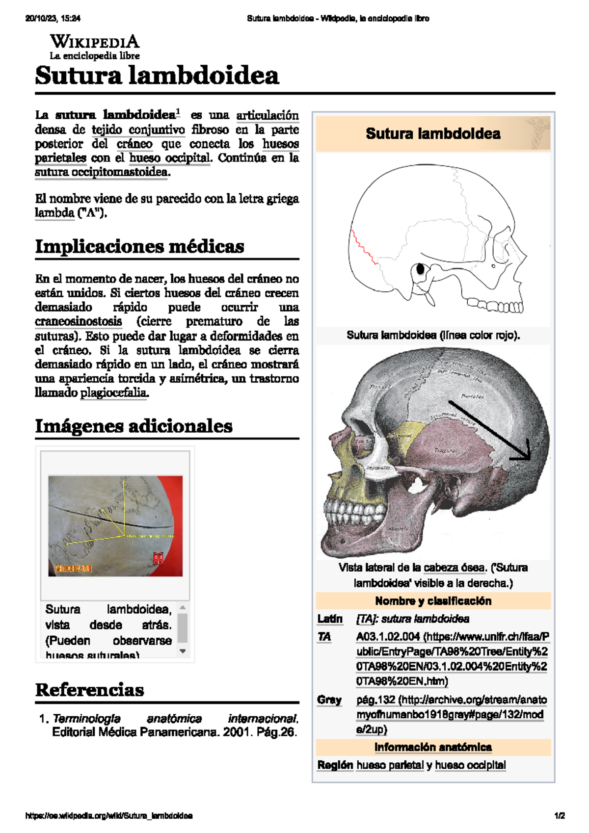 Sutura lambdoidea - Wikipedia, la enciclopedia libre - Lectura Y ...