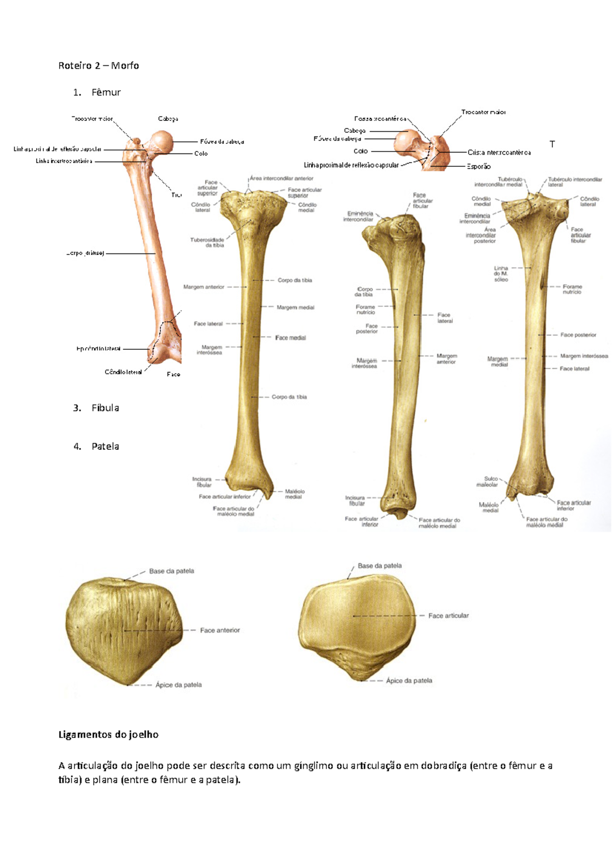 Roteiro 2 morfo Ana - Resumo de Anatomia para estudo prévio - Roteiro 2 – Morfo Fêmur 2. T í b i ...