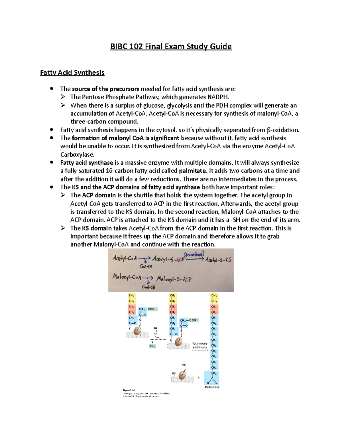 BIBC 102 Final Exam Study Guide - BIBC 102 Final Exam Study Guide Fatty ...