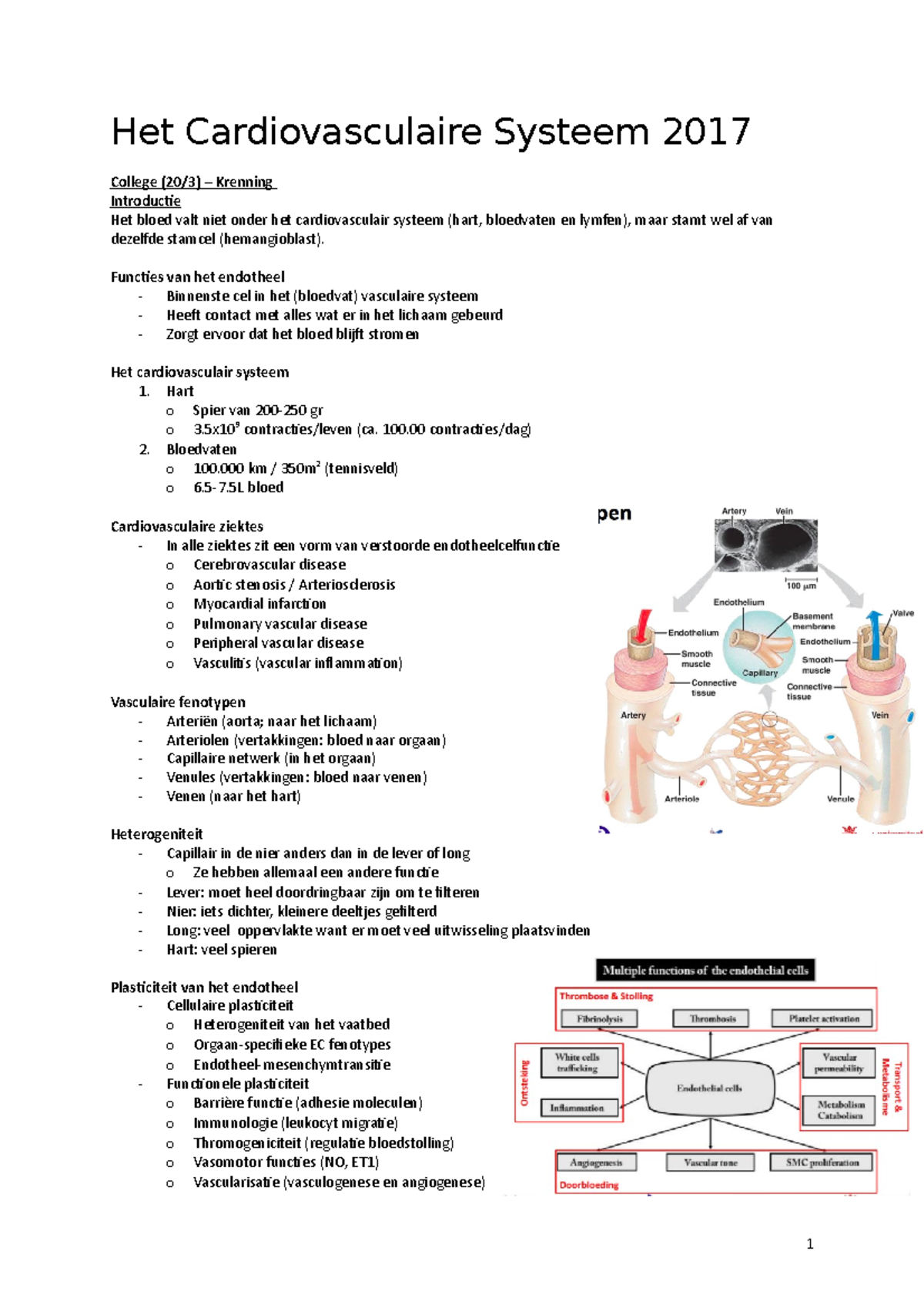 Het Cardiovasculaire Systeem - Functies van het endotheel - Binnenste ...