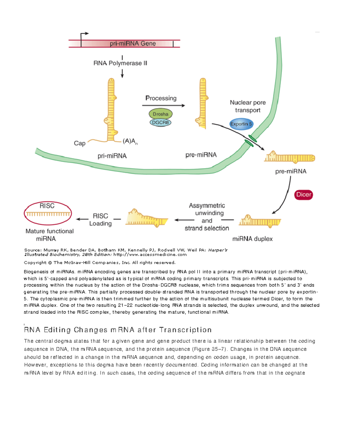 Harpers illustrated biochemistry 28th edition 80 - Biogenesis of m ...