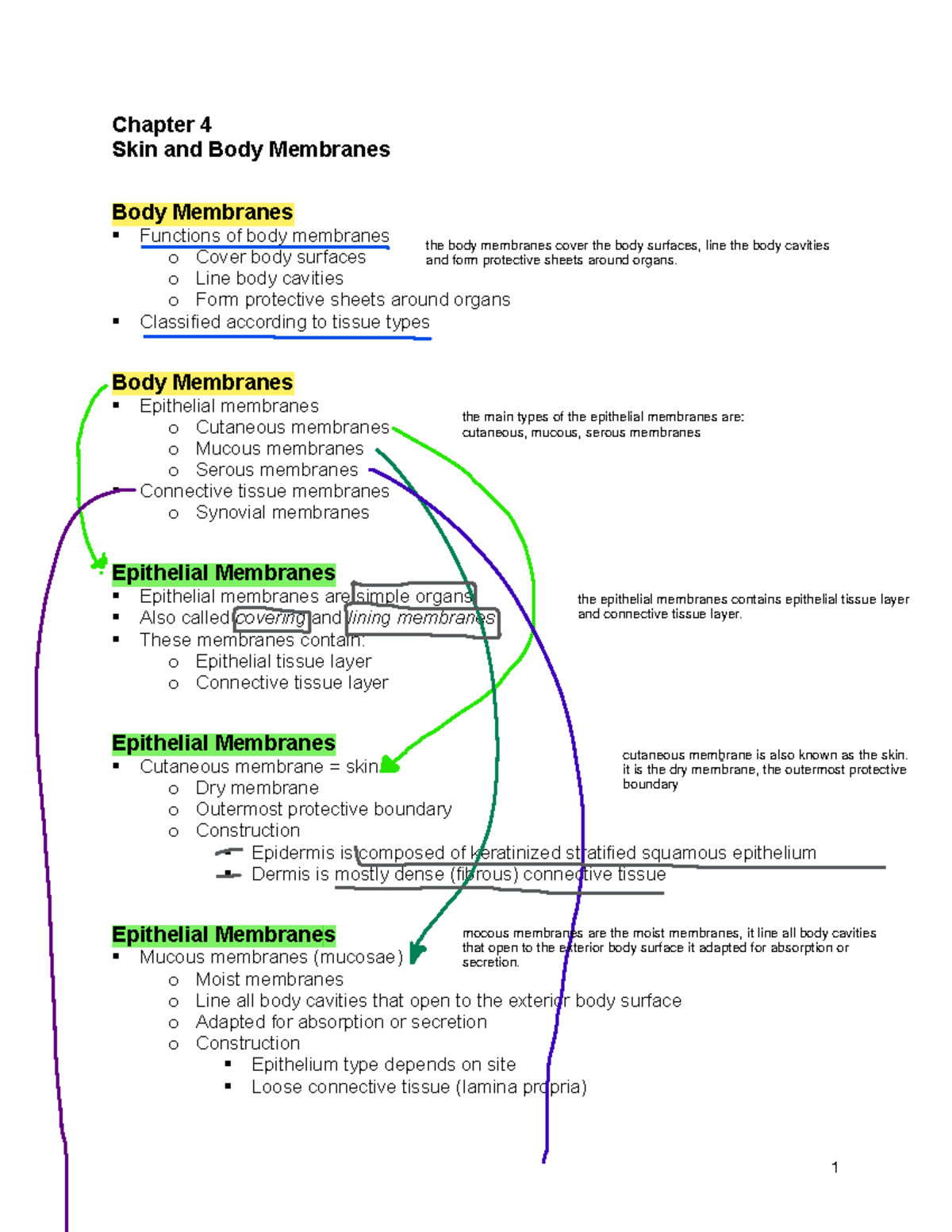 BSC 130 - Chapter 4 - Study hard. - Chapter 4 Skin and Body Membranes Body Membranes Functions ...