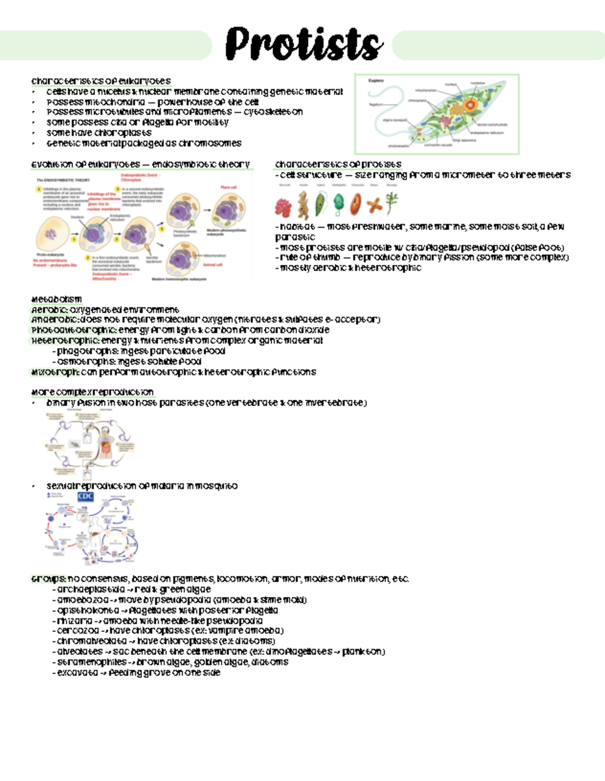 Protists - Dr. Goven’s class - Protists Characteristics of eukaryotes ...