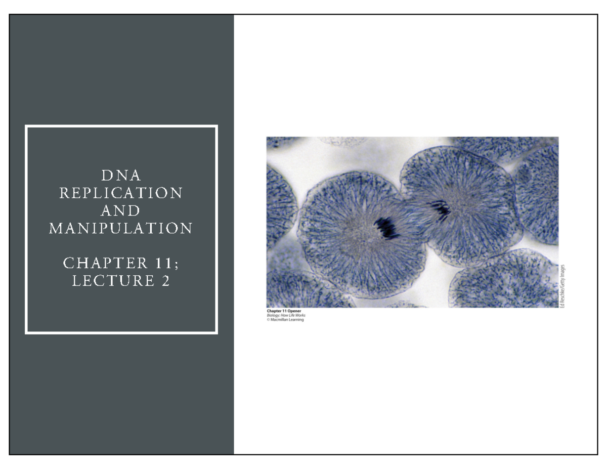Lec 2-A01-Module 2 (Oct 5) - D N A R E P L I C A T I O N A N D M A N I P U L A T I O N C H A P T ...
