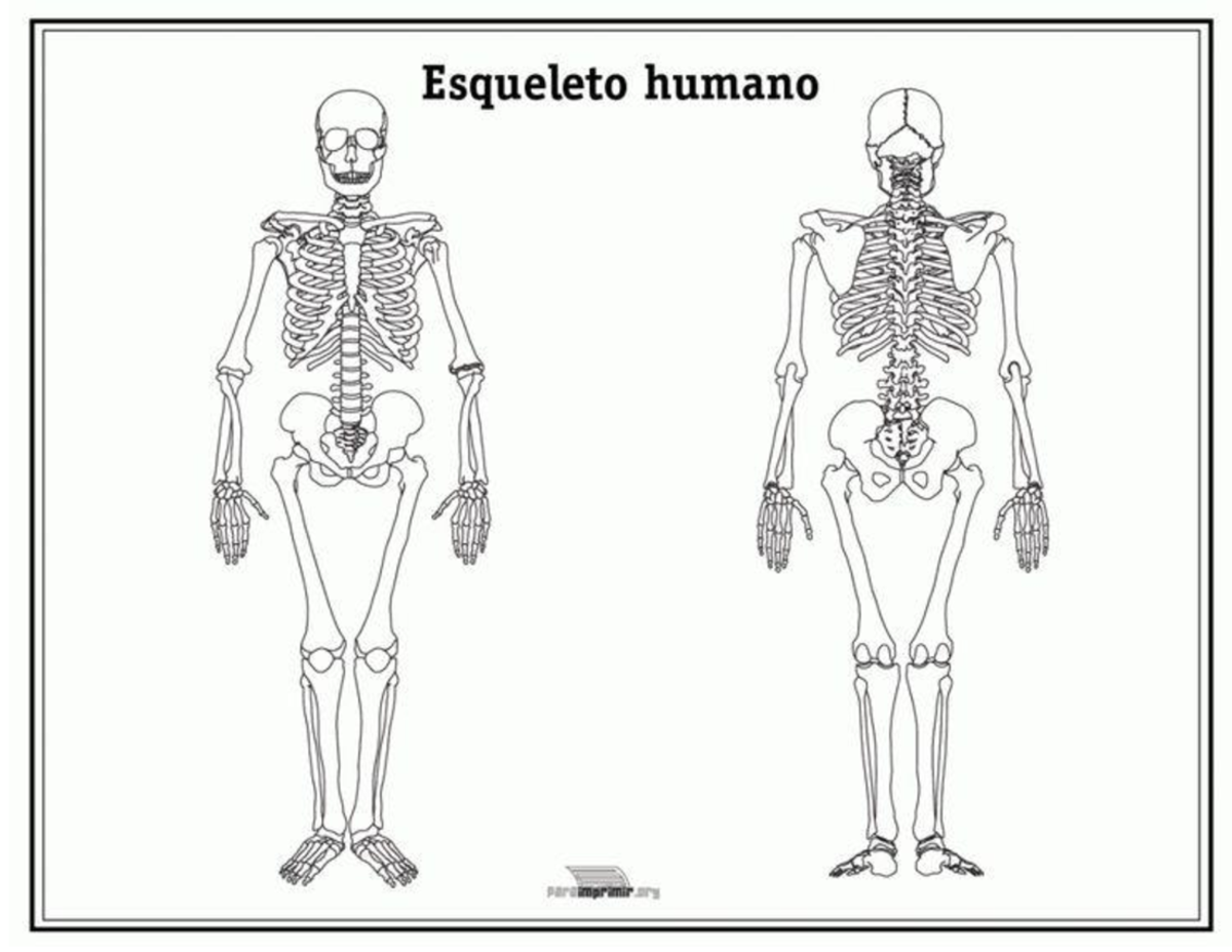 Laminas esqueleto - .... - farmacología - Studocu