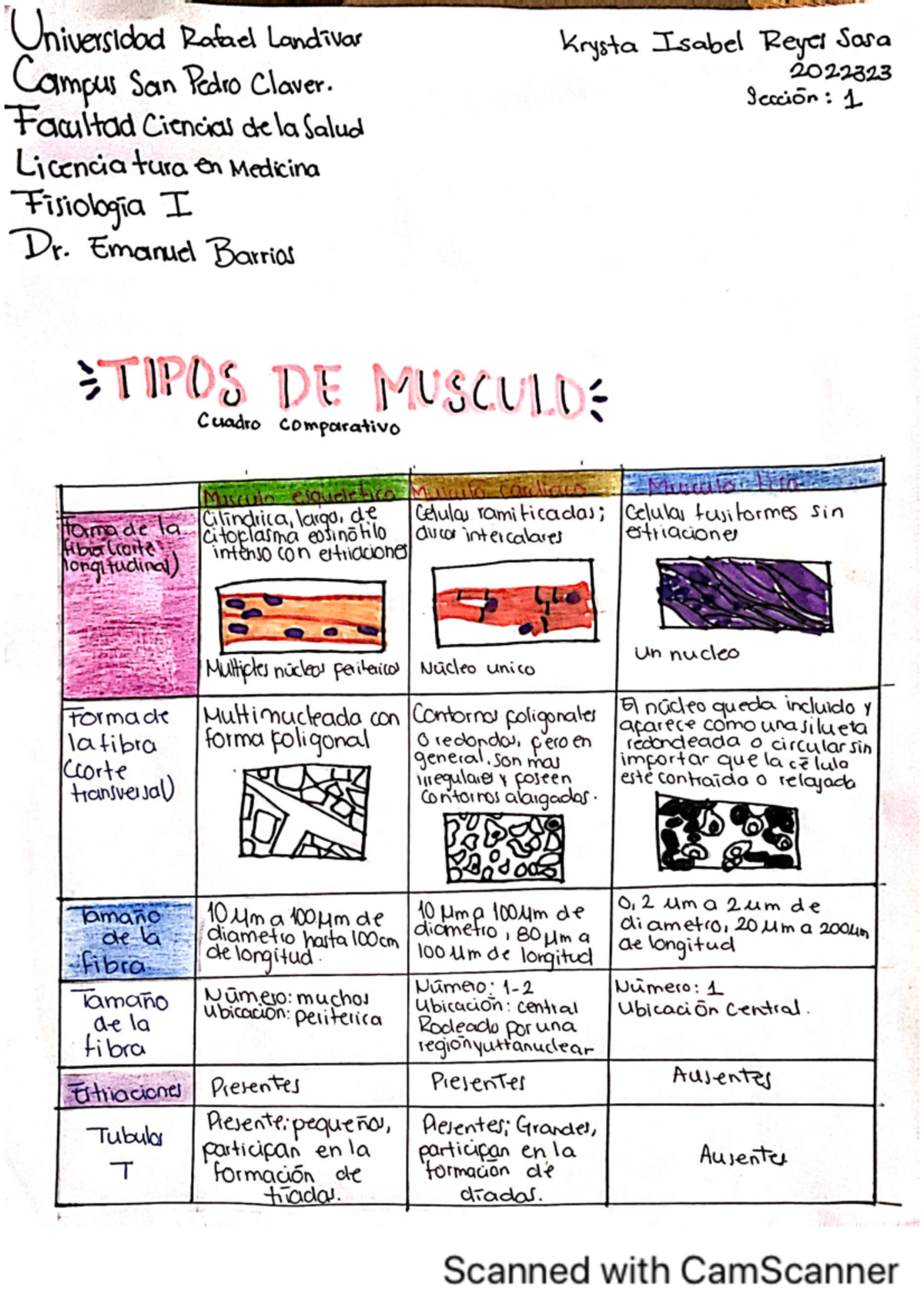 Tipos de músculo - Resumen Fisiología I - Studocu