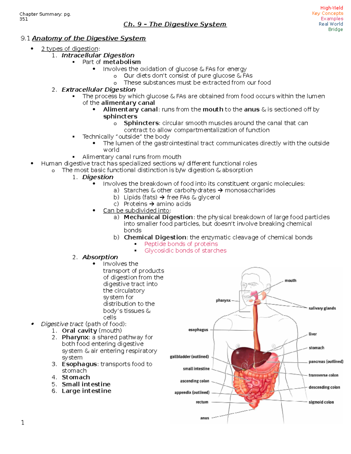 Digestive System - Ch. 9 – The Digestive System 9 Anatomy of the ...
