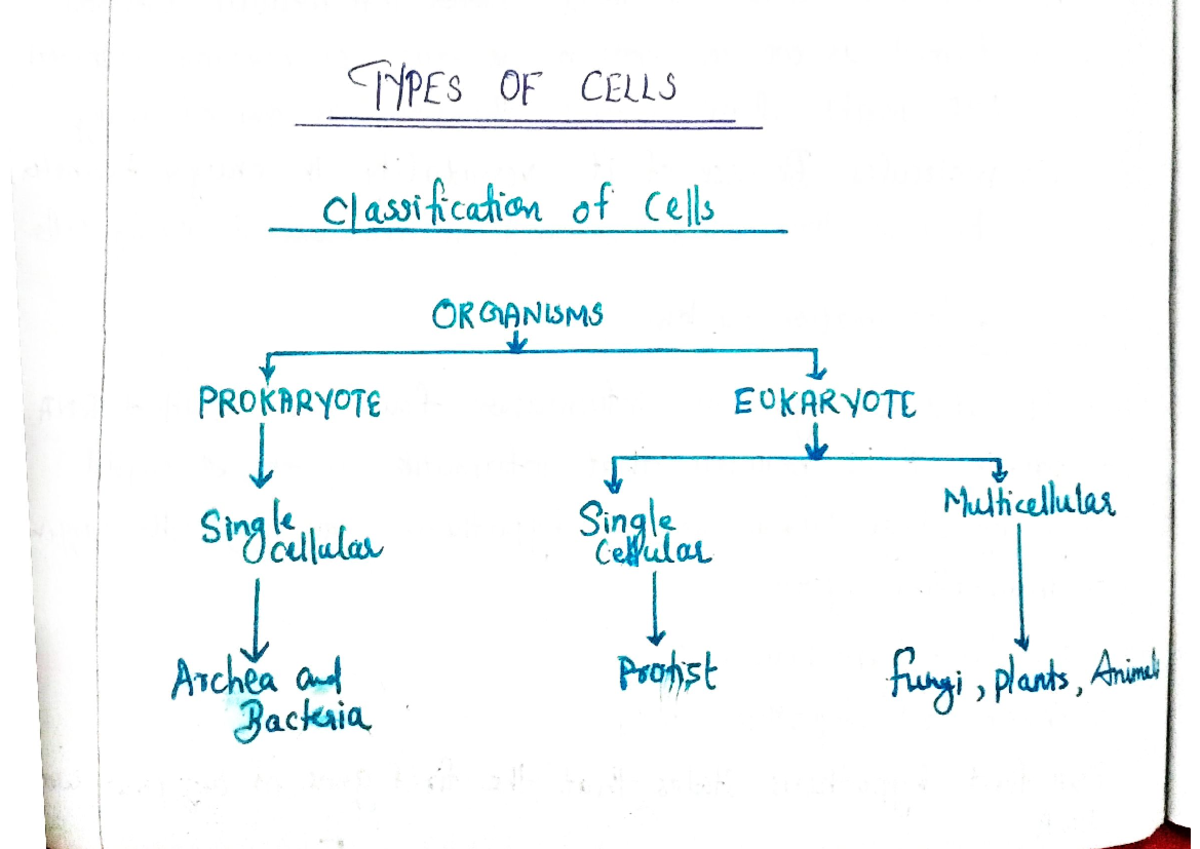 Type of cells - cell biology - Studocu