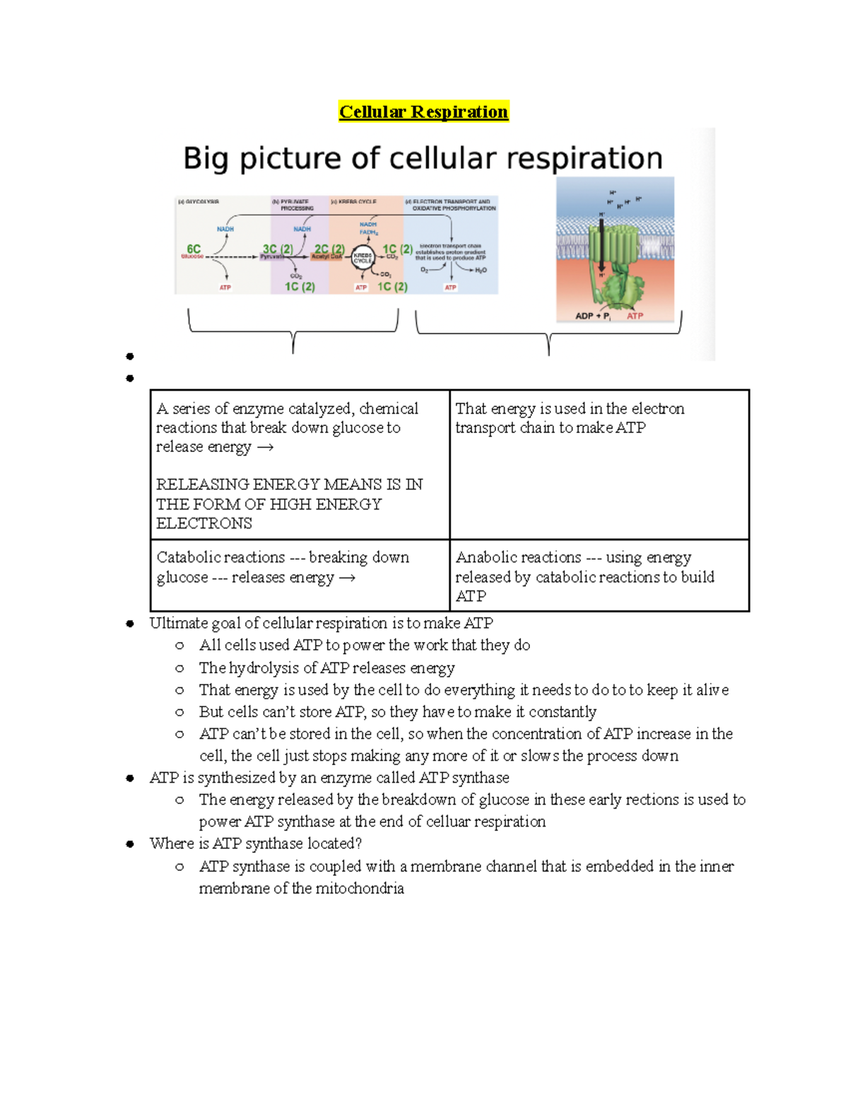 Bio Lecture 23 Cellular Respiration - Cellular Respiration A series of ...