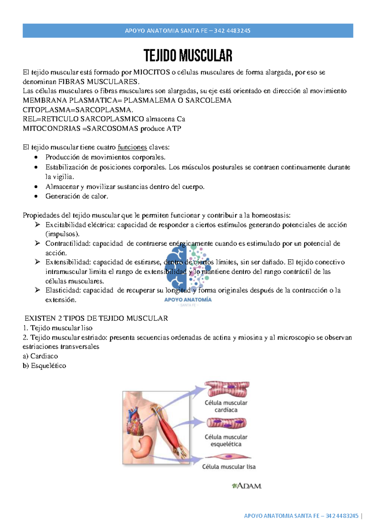 557477 b2 7b84 431b a7b6 1479a894c9d3 - El tejido muscular está formado ...