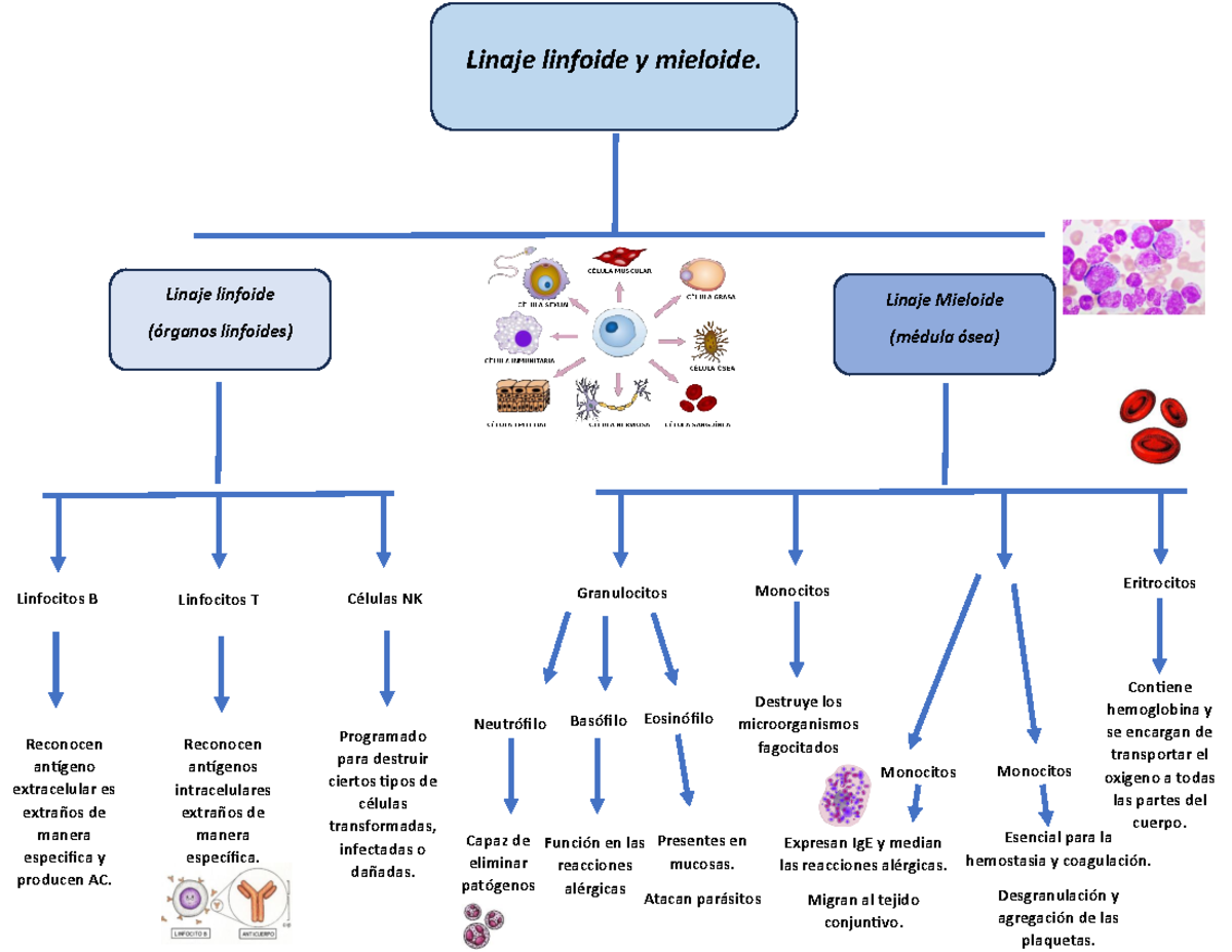 Linaje, linfoide y mieloide - Linaje Mieloide (médula ósea) Linaje ...