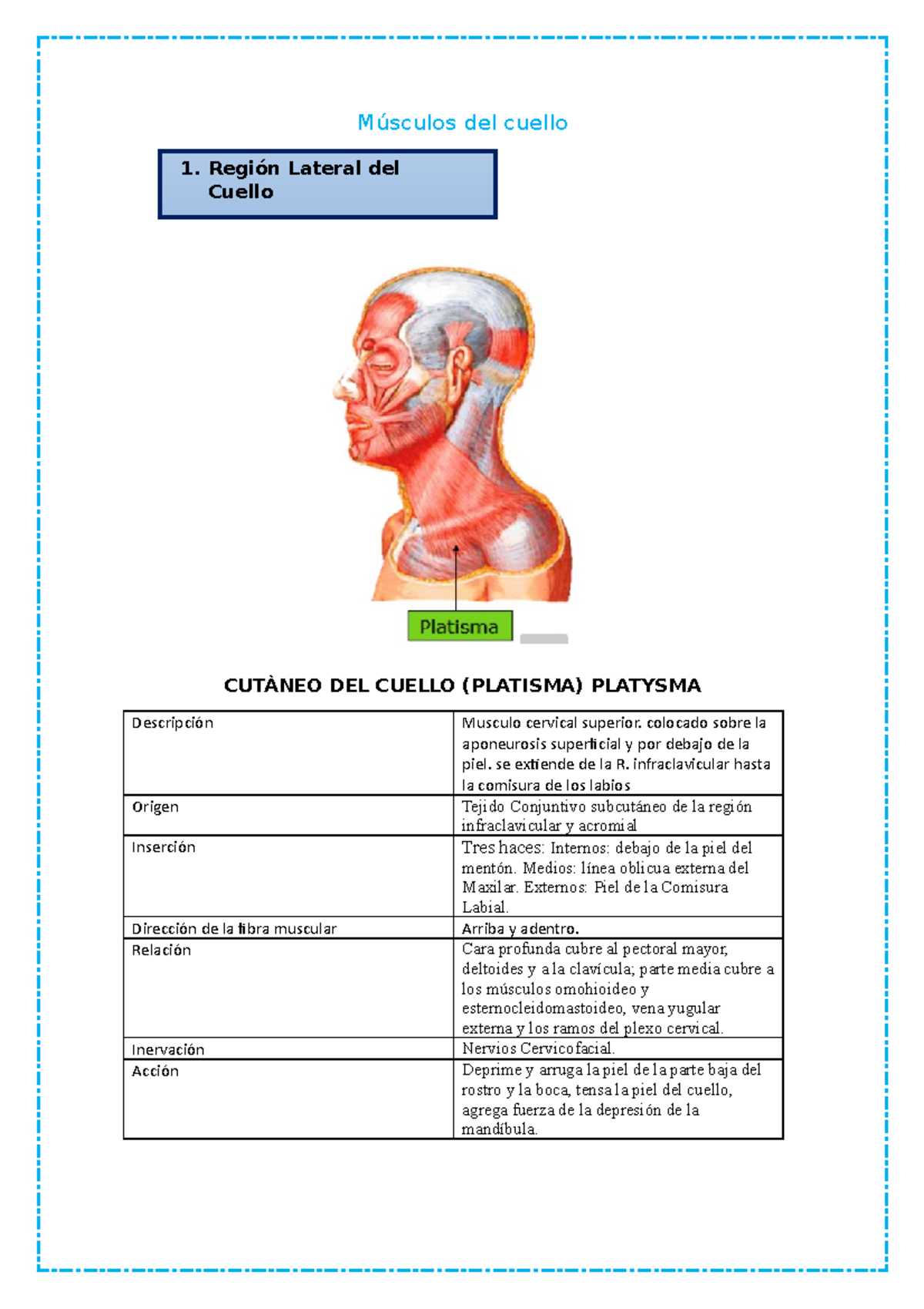 Musculos DEL Cuelloo - Músculos del cuello CUTÀNEO DEL CUELLO (PLATISMA ...