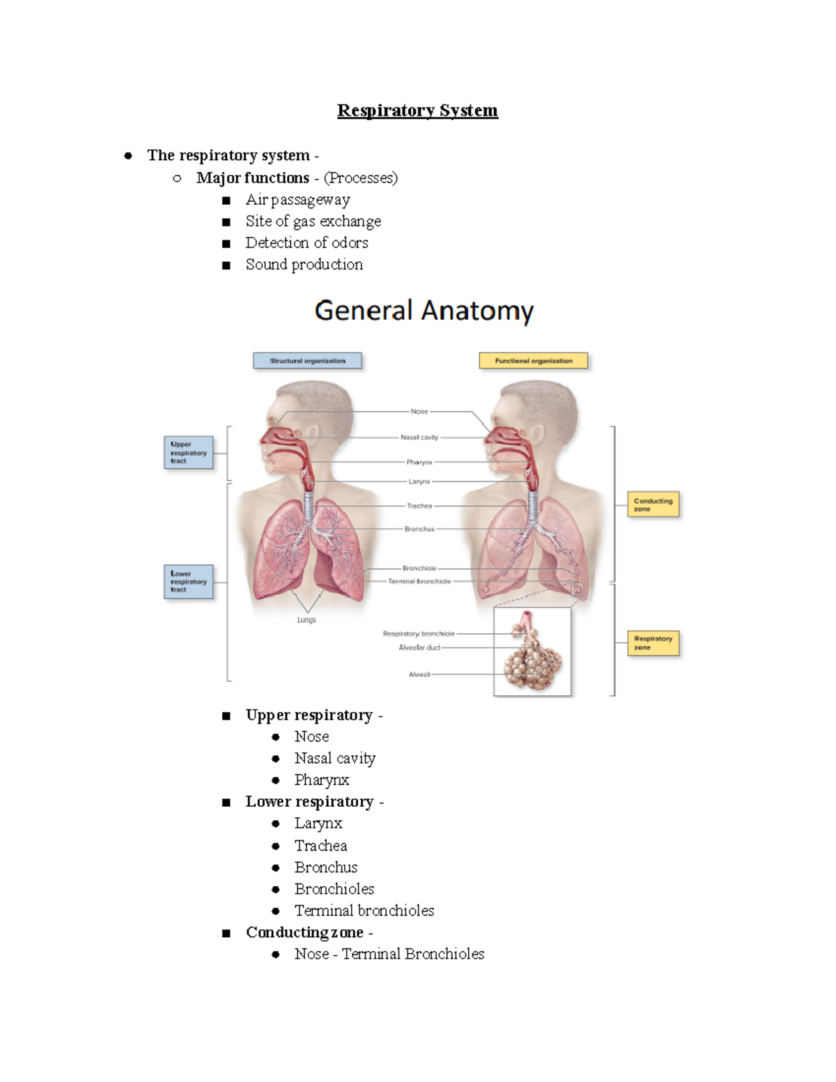 Anatomy and Physiology ll - Respiratory system - Respiratory System The ...