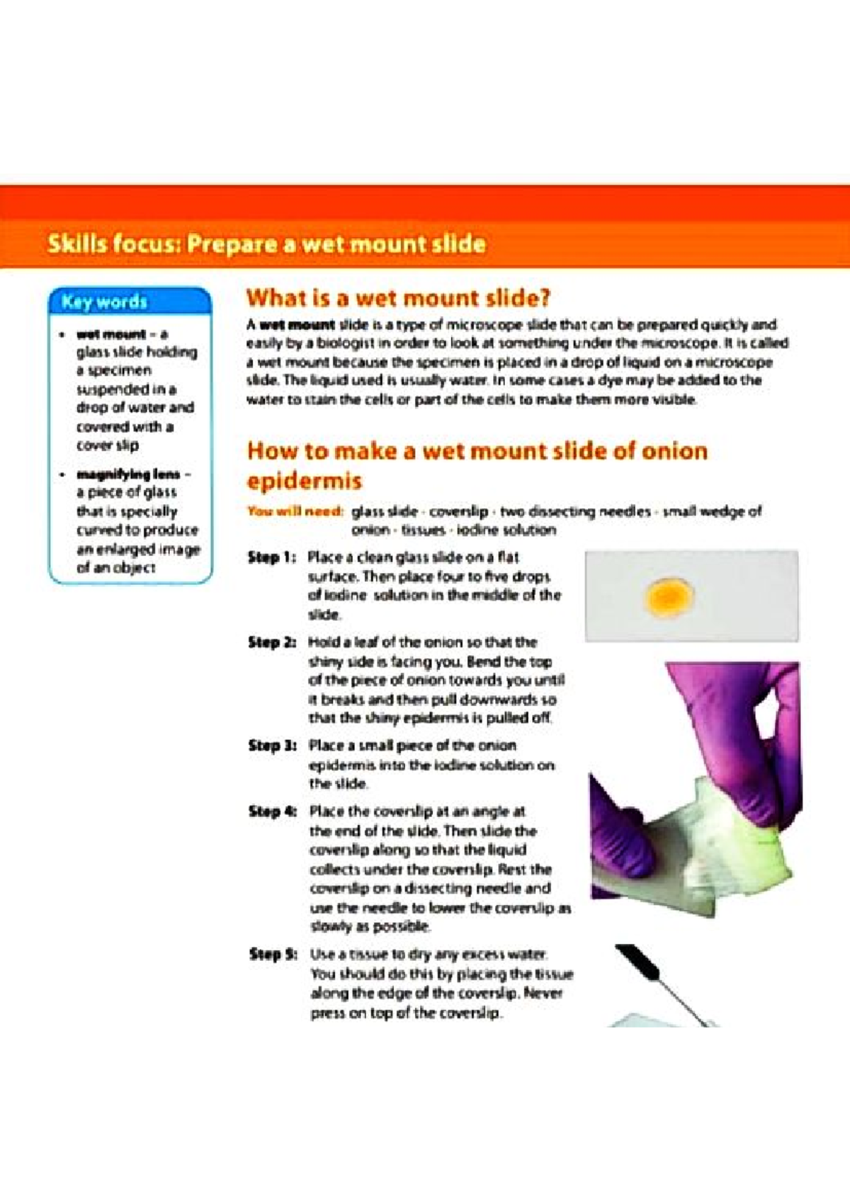Epidermis - The is - Skills focus: Prepare a wet mount slide Key words ...