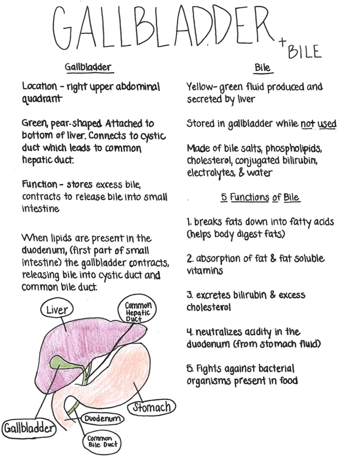 Gallbladder anatomy - NU 101 - Studocu