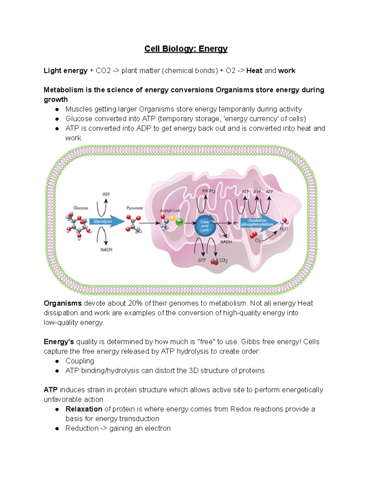 Cell Biology Energy - Cell Biology: Energy Light energy + CO2 -> plant ...