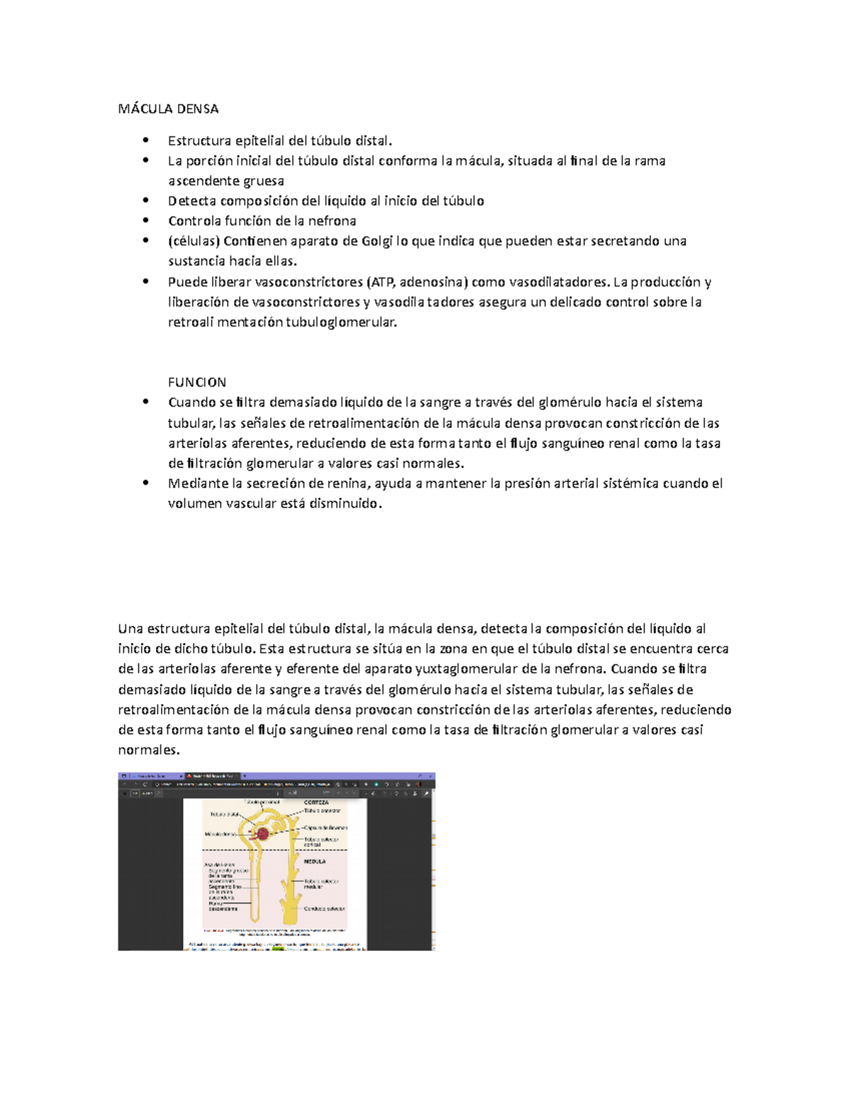 Mácula densa - MÁCULA DENSA Estructura epitelial del túbulo distal. La ...