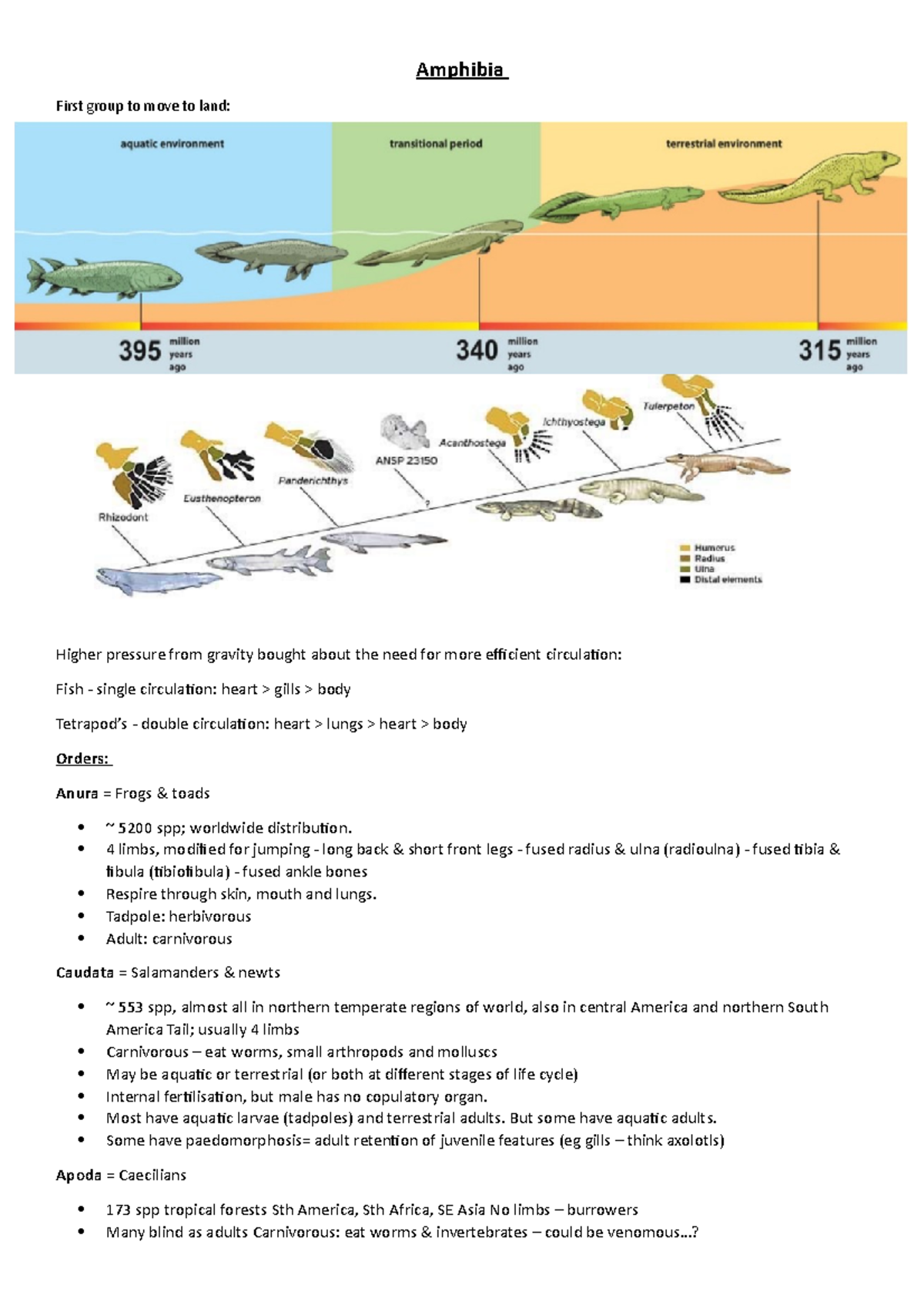 Amphibia - Amphibia First group to move to land: Higher pressure from ...