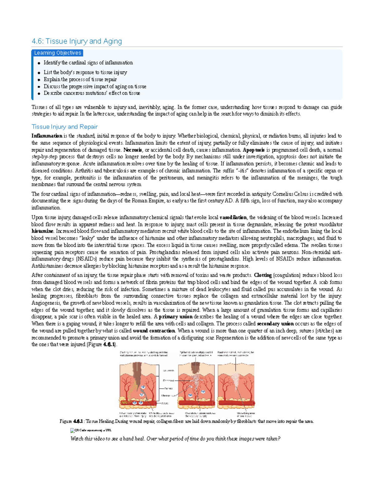 4.6 Tissue Injury and Aging - 4: Tissue Injury and Aging Identify the ...