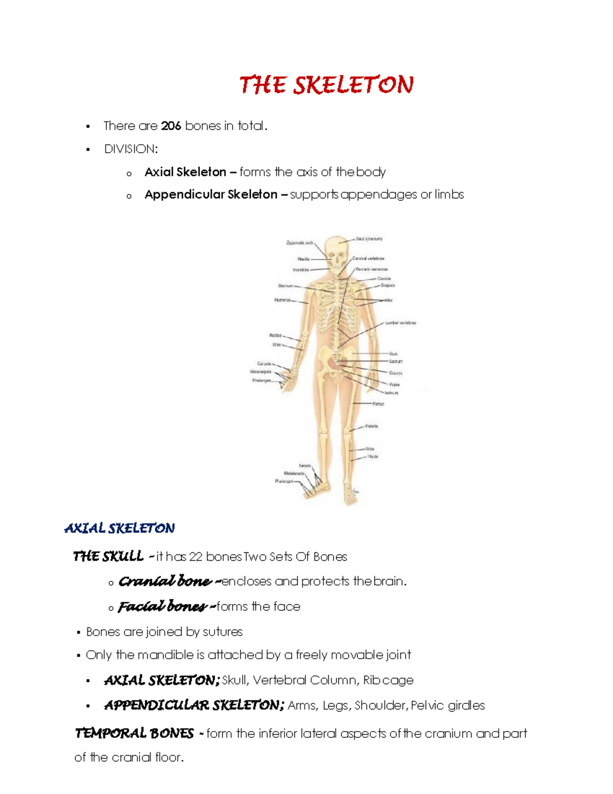 The Skeleton of the human body - THE SKELETON There are 206 bones in ...