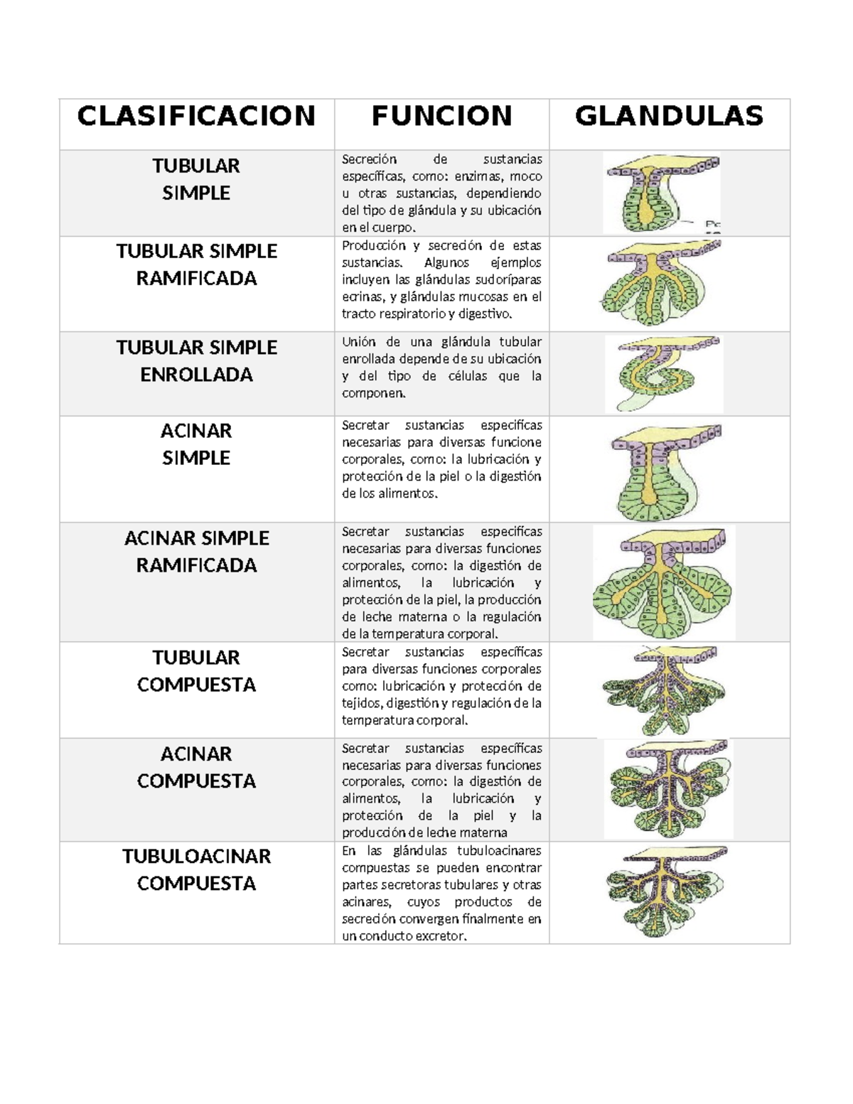 Clasificación De Glándulas - CLASIFICACION FUNCION GLANDULAS TUBULAR SIMPLE Secreción de ...