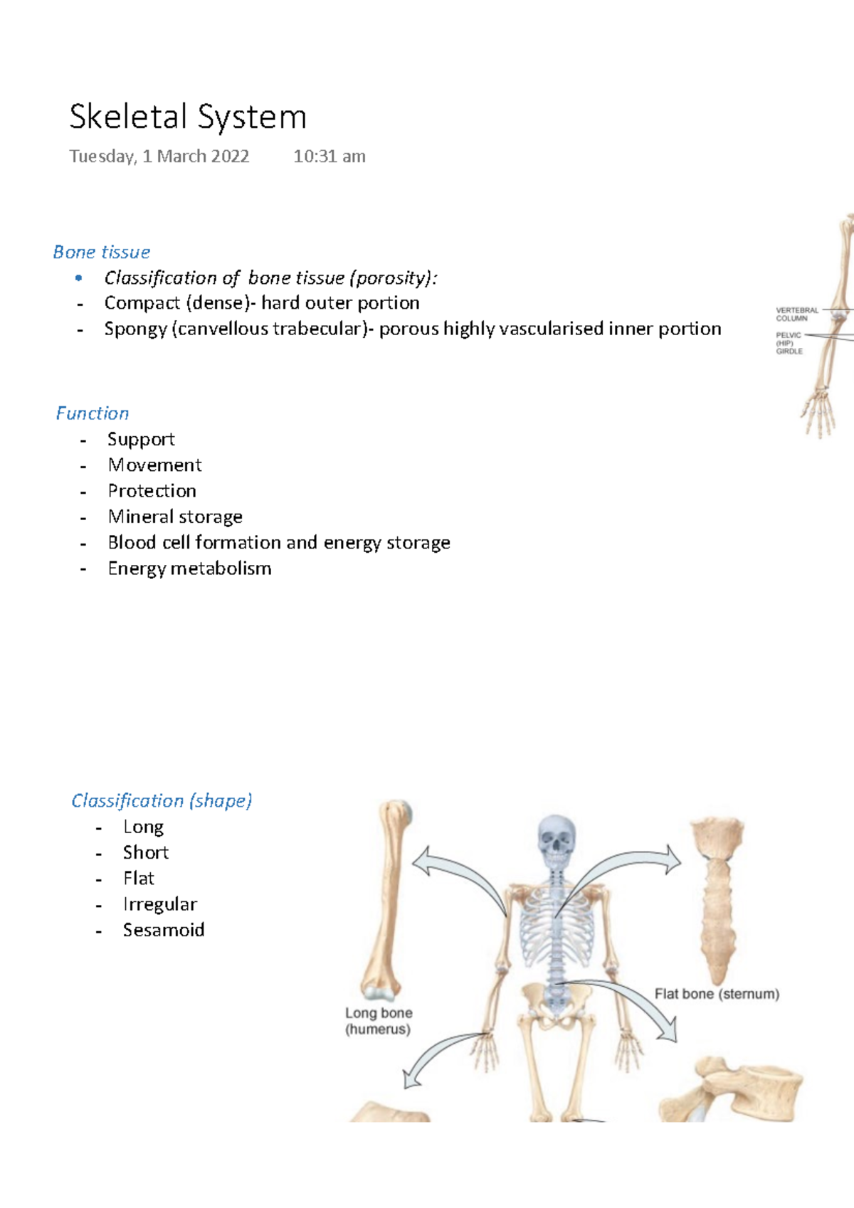 Skeletal System - lecture 4 - ANAT1001 - MQ - Studocu
