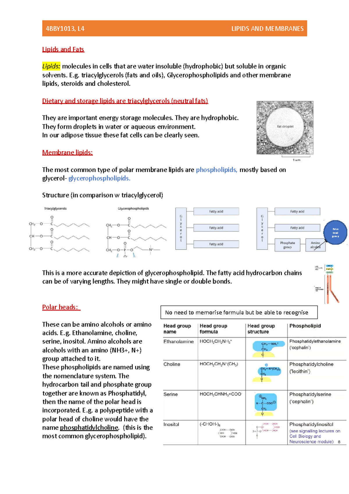 L4. Lipids and Fats - Lecture notes 4 - Lipids and Fats Lipids ...