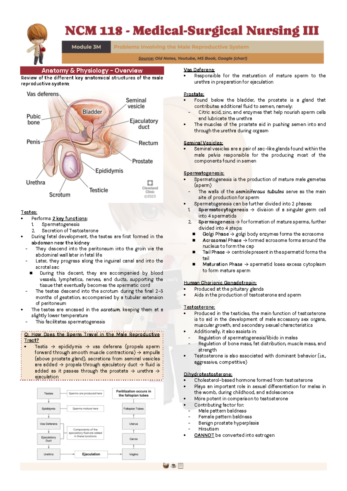3M - PPT - MS NOTES - Anatomy & Physiology - Overview Review of the ...