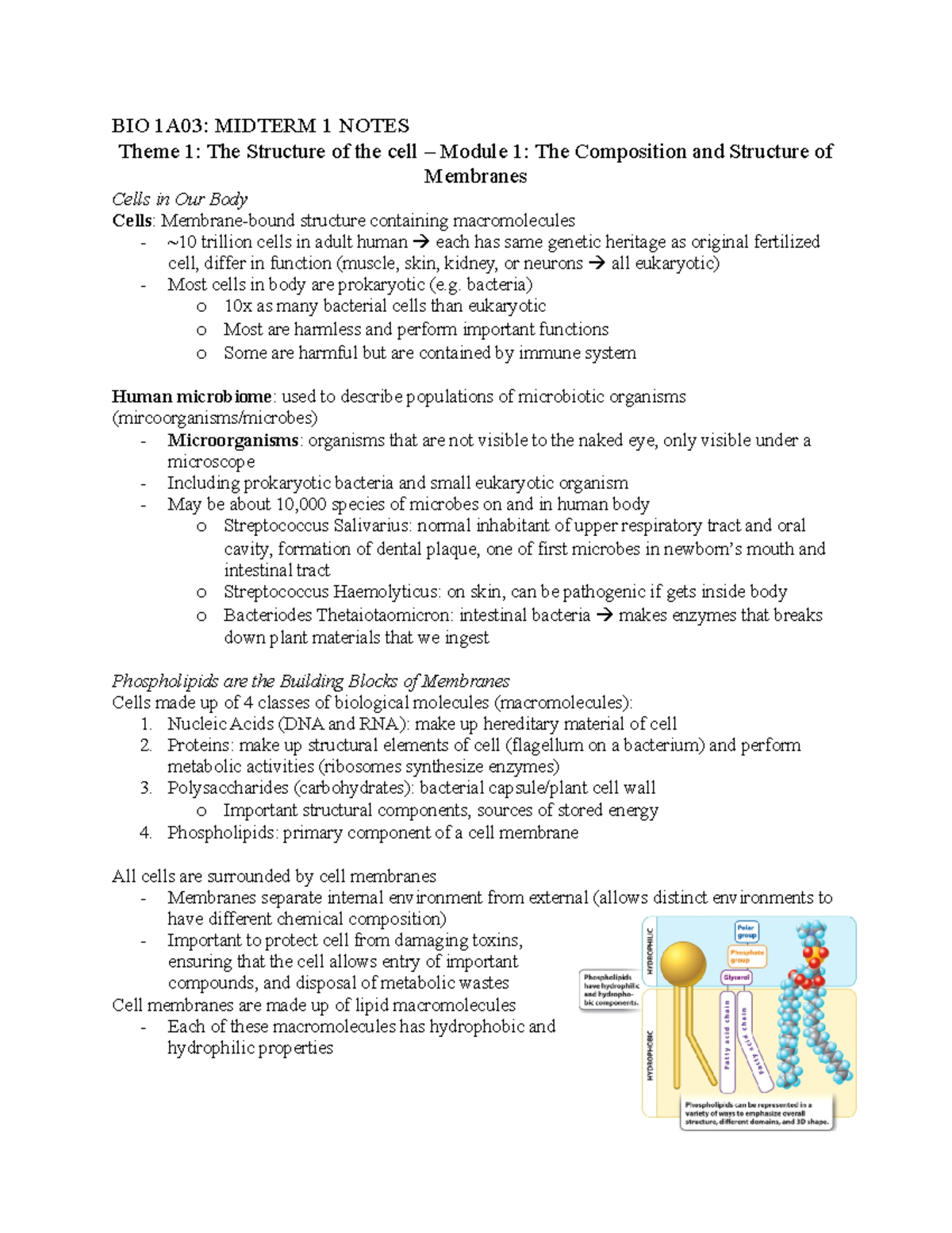 BIO 1A03 Midterm 1 - BIO 1A03: MIDTERM 1 NOTES Theme 1: The Structure ...