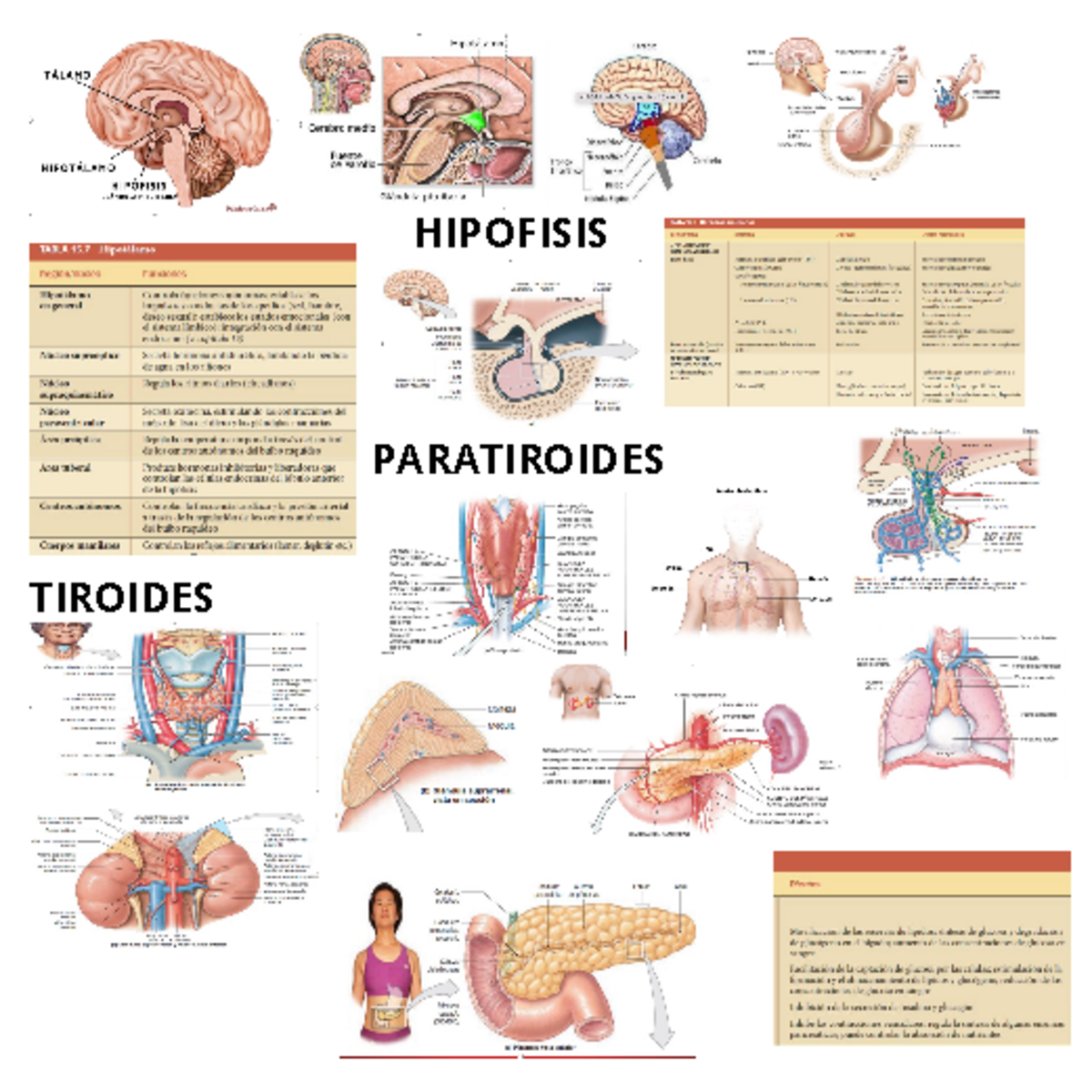 Sistema Endocrino Y Reproductor - HIPOFISIS TIROIDES PARATIROIDES - Studocu