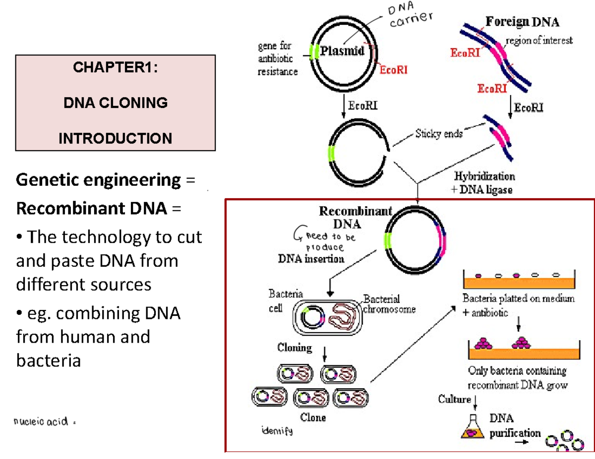 BMS SEM1 Topic 1 recombinant dna - Genetic engineering = Recombinant ...