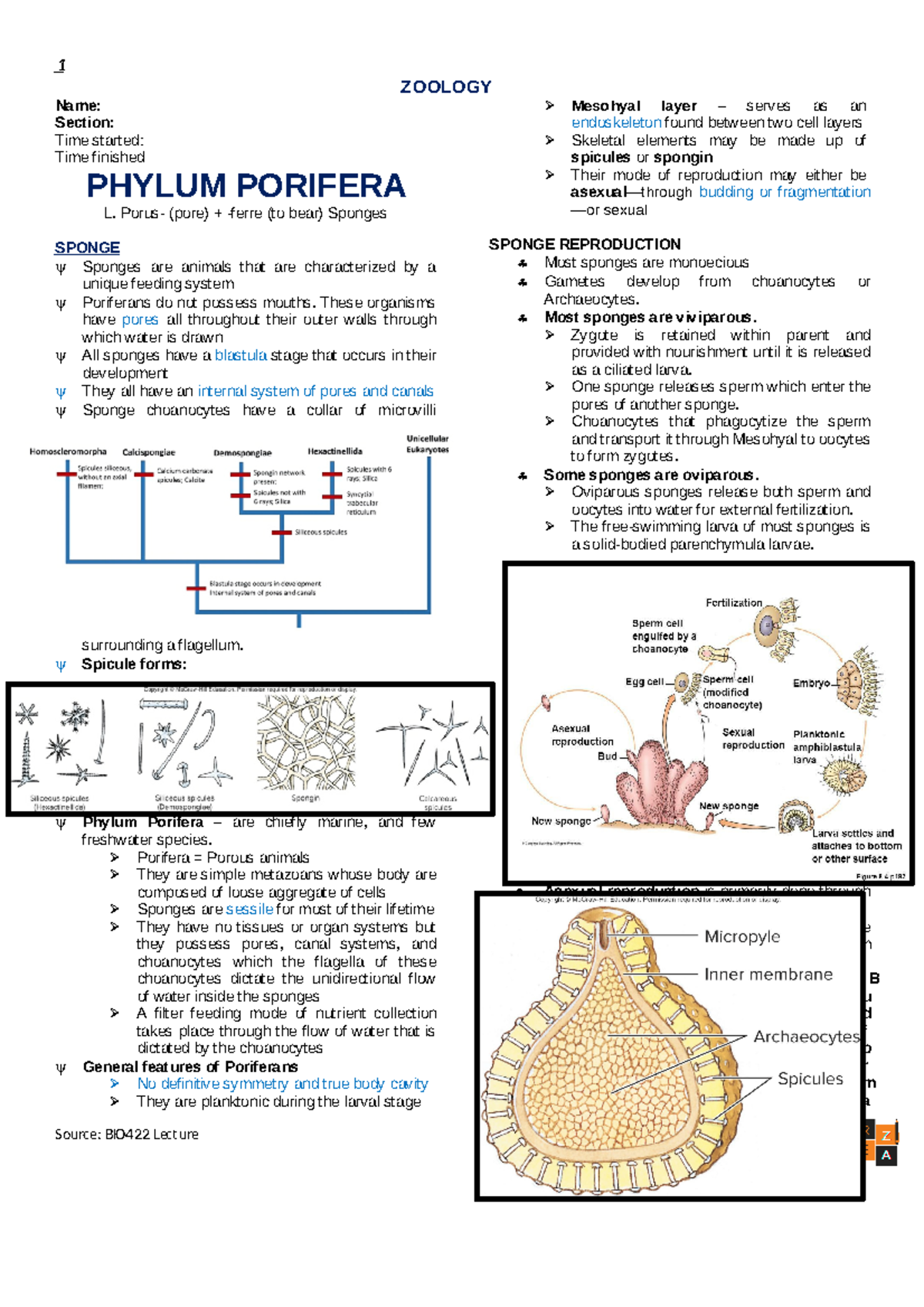 Phylum Porifera - Summary Biochemistry - 1 ZOOLOGY Source: BIO422 ...