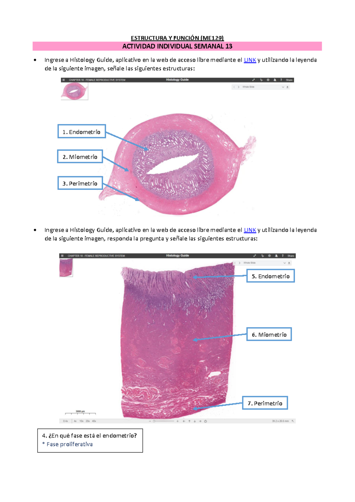 ME129 Ey F Tarea Sem13 27 - ESTRUCTURA Y FUNCIÓN (ME1 29 ) ACTIVIDAD ...