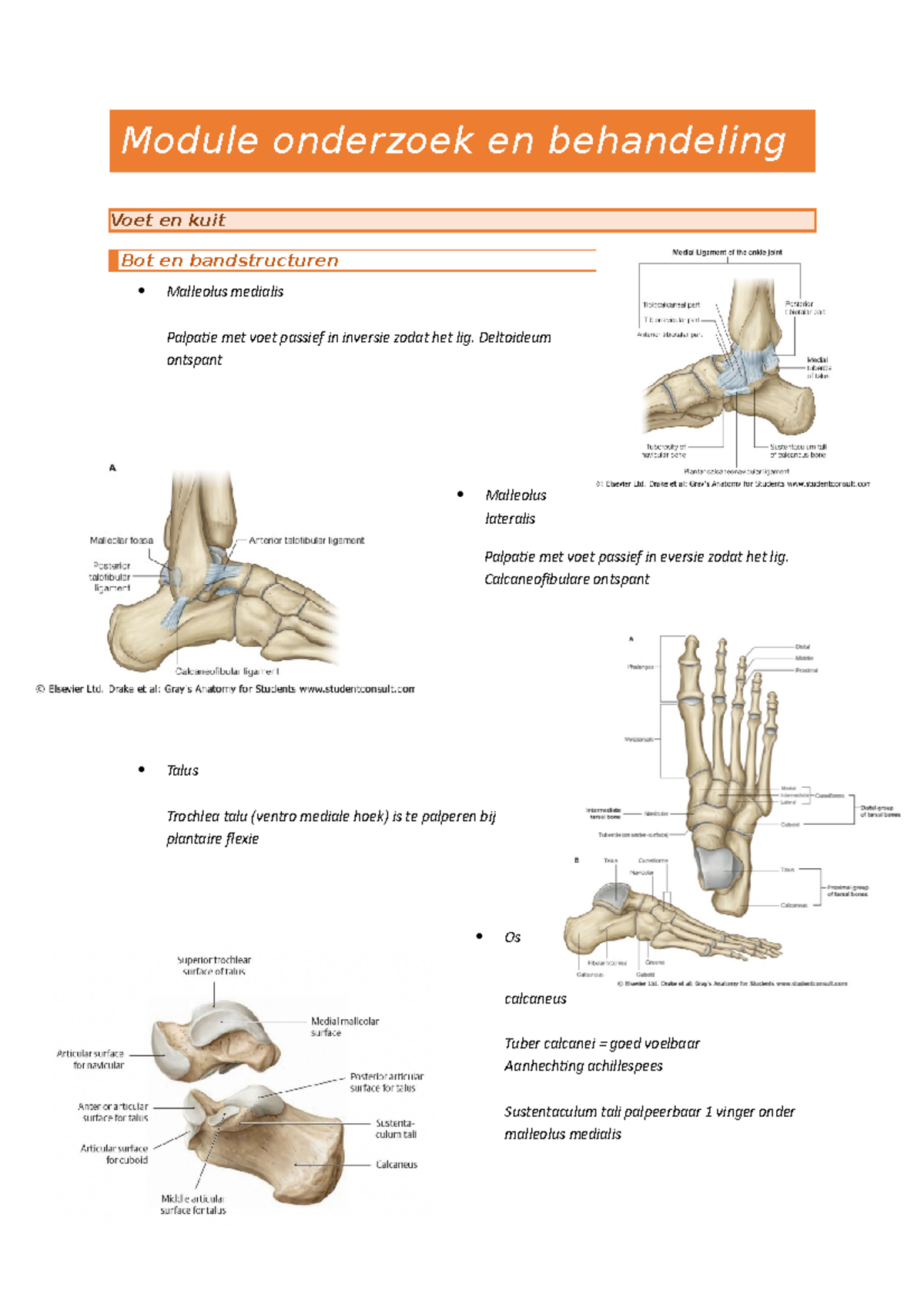 Voet en kuit - alles van in de les en de ppt - Module onderzoek en ...