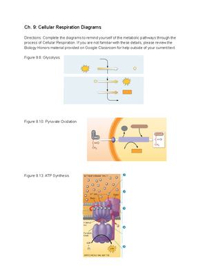 Brian Flores - Virtual LAB Cell Respiration - 10637595 - Rate of ...