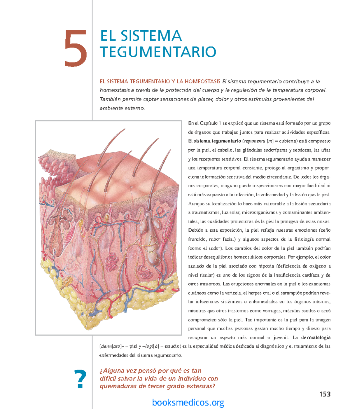 Capitulo 5 - Capítulos de anatomia - En el Capítulo 1 se explicó que un ...